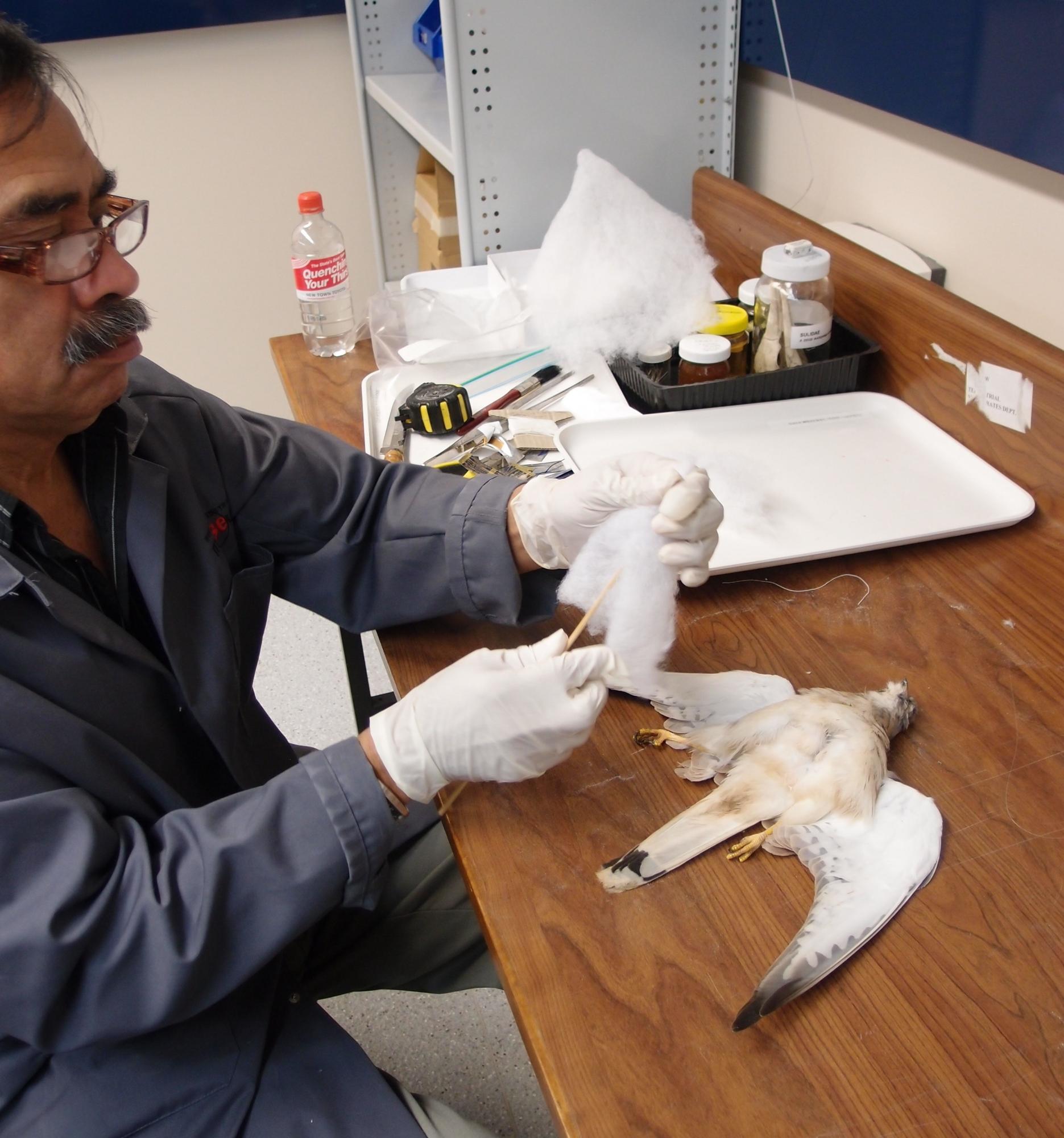 Specimen preparation - Bird taxidermy | Western Australian Museum