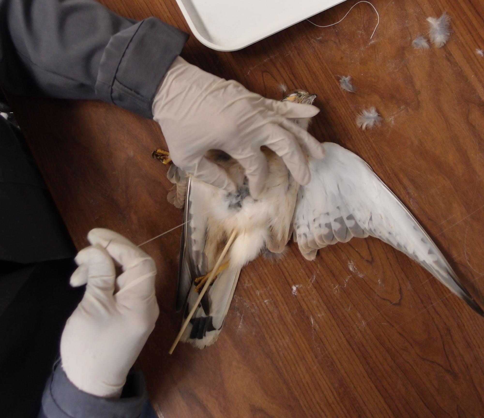 Specimen preparation - Bird taxidermy | Western Australian Museum