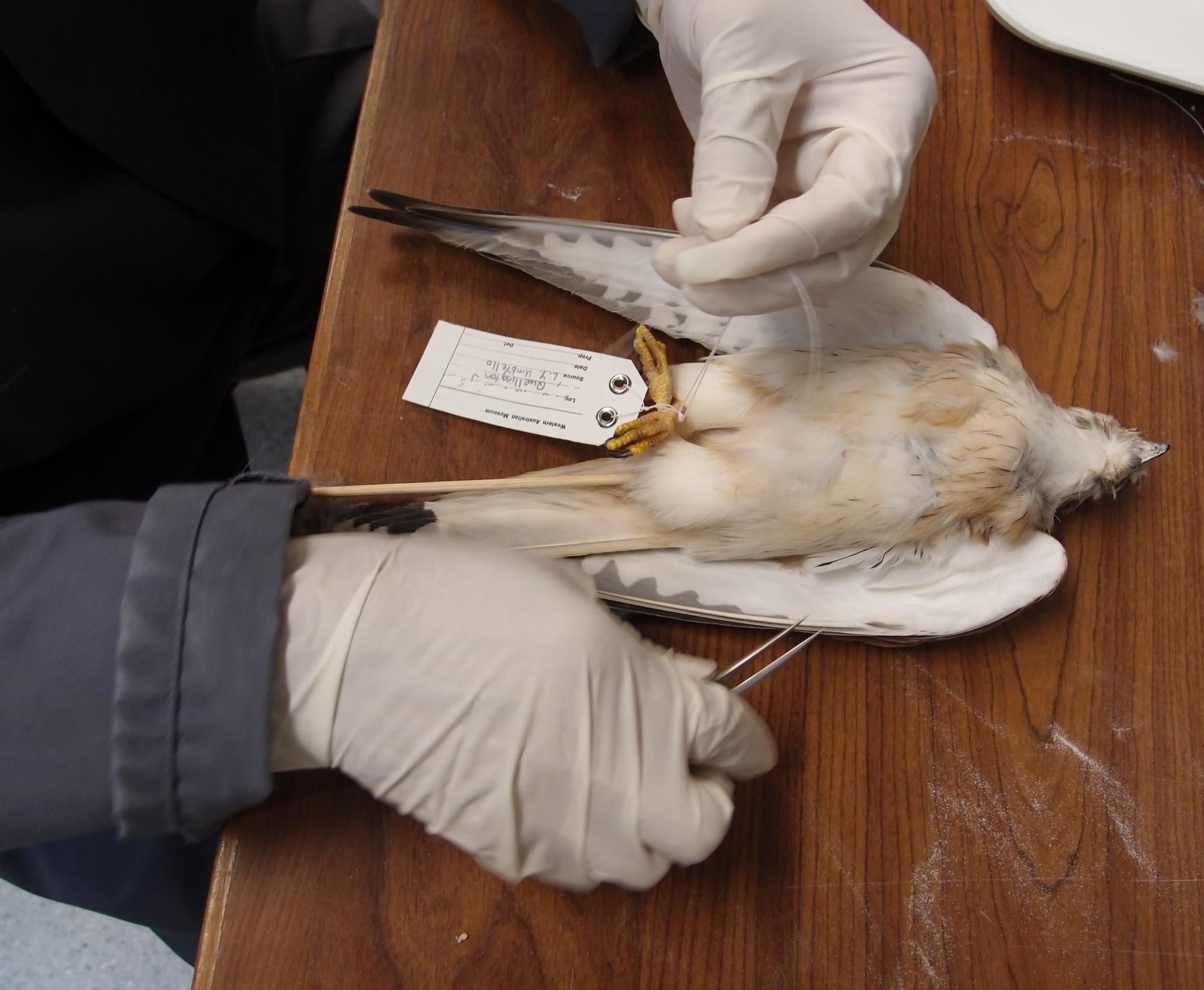 Specimen preparation - Bird taxidermy | Western Australian Museum