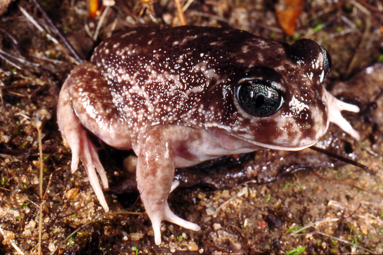 Sand Frog | Western Australian Museum