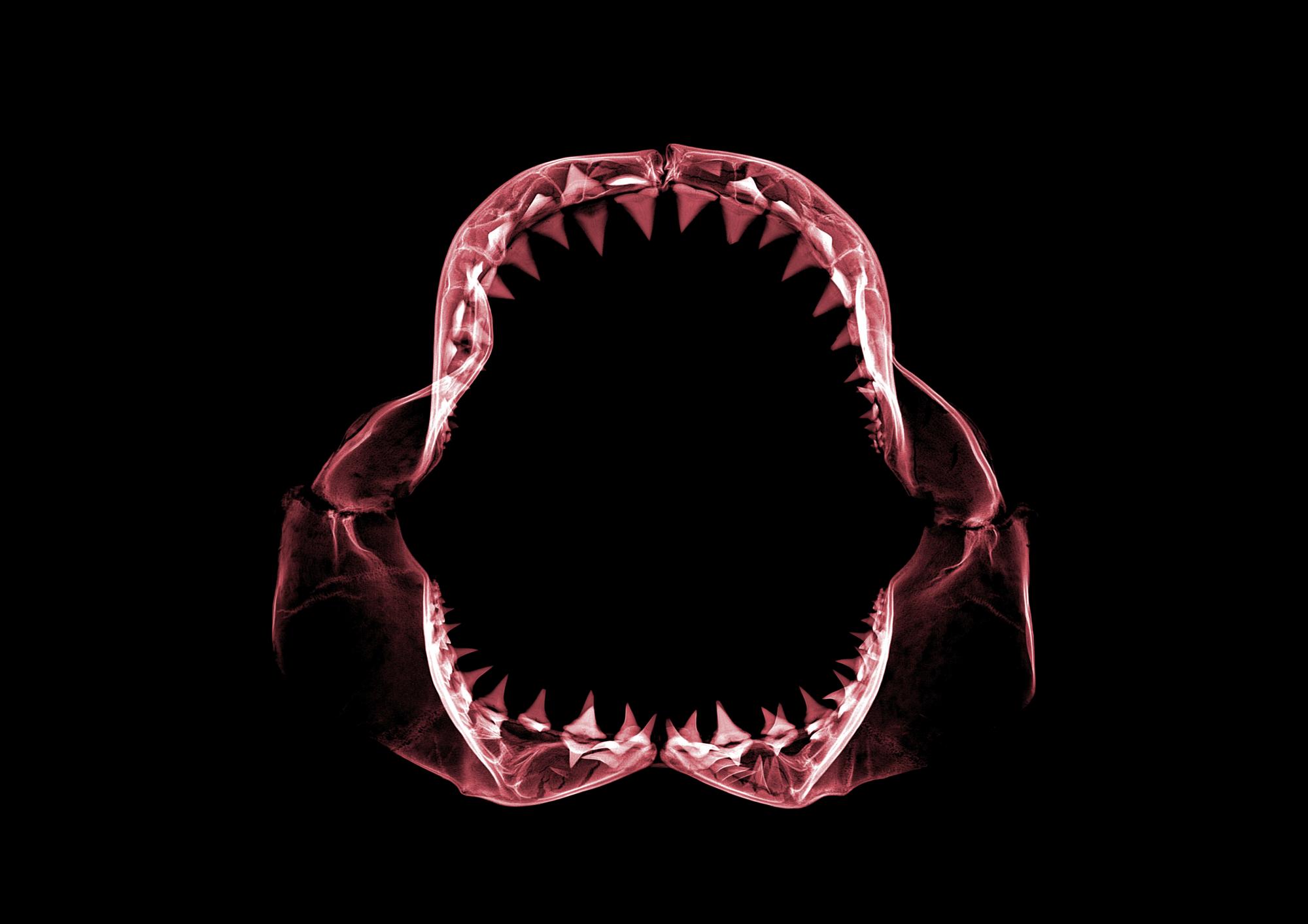 X-Ray Prints | Western Australian Museum