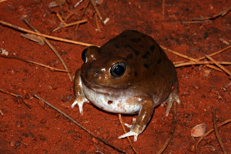 Shoemaker Frog | Western Australian Museum