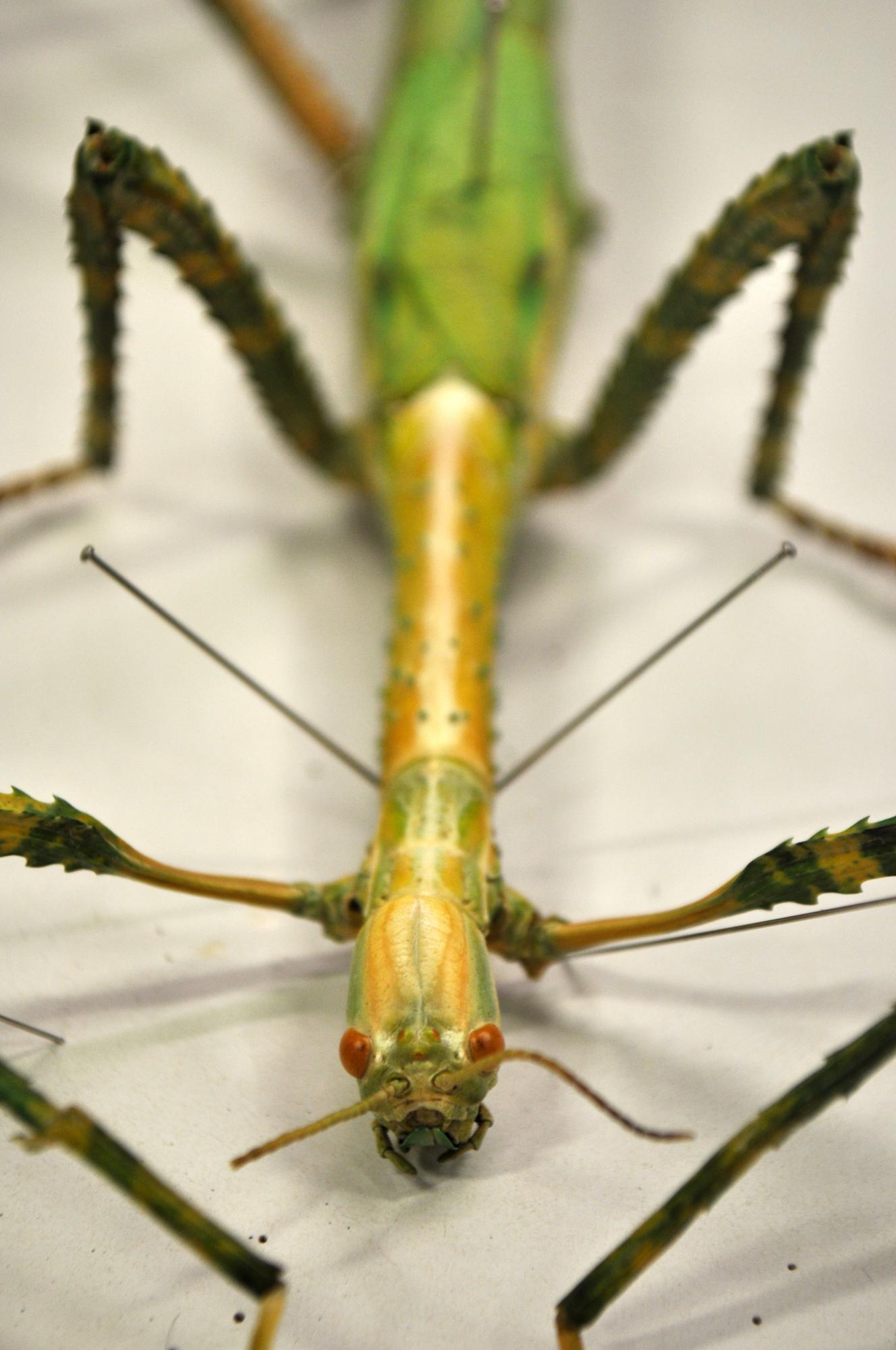 A behind-the-scenes look at our stick insect collection | Western ...