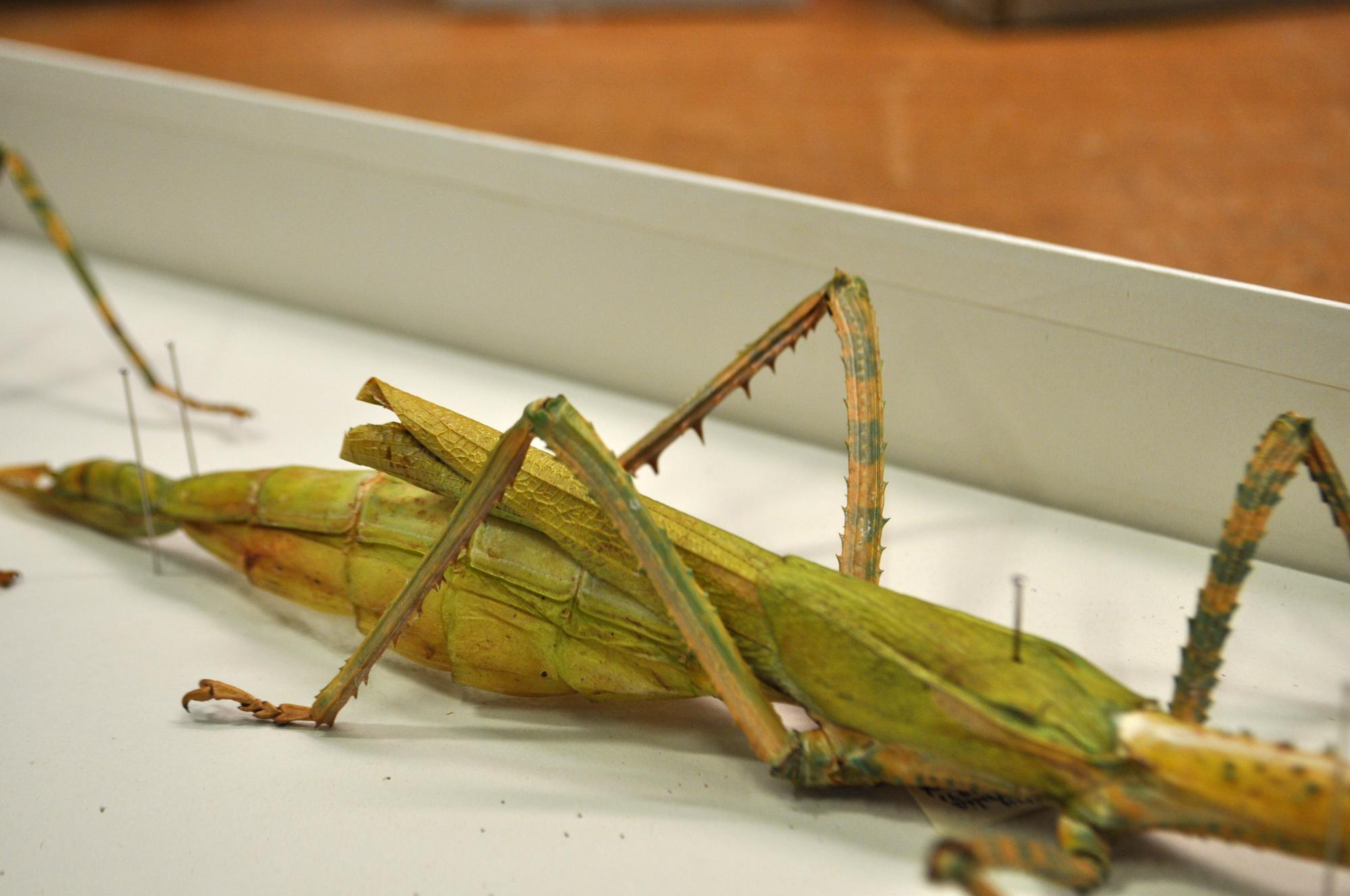 A behind-the-scenes look at our stick insect collection | Western ...