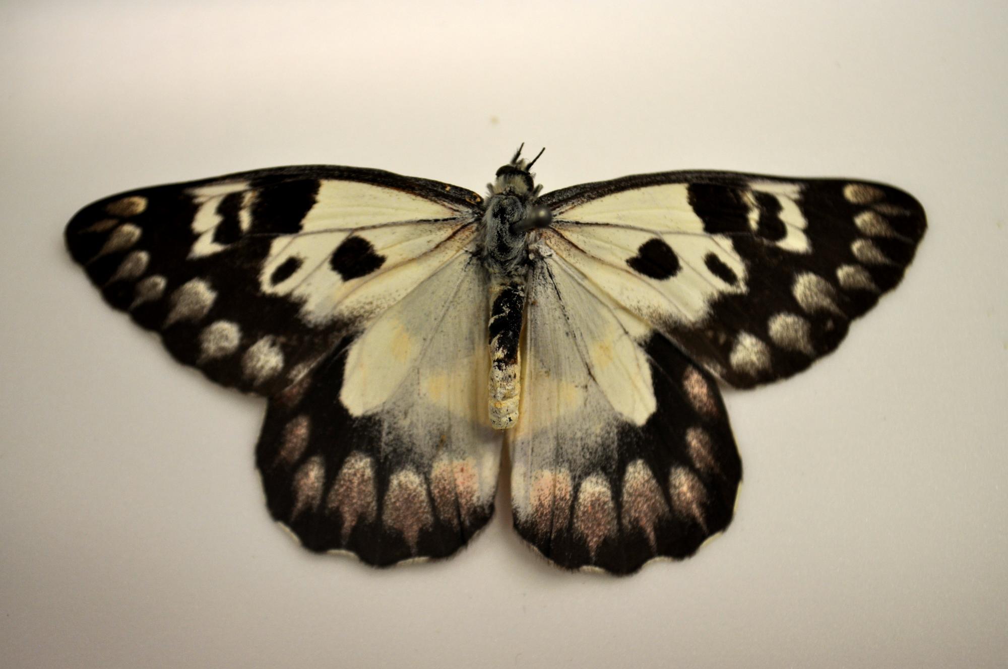 A behind-the-scenes look at our butterfly collection | Western ...