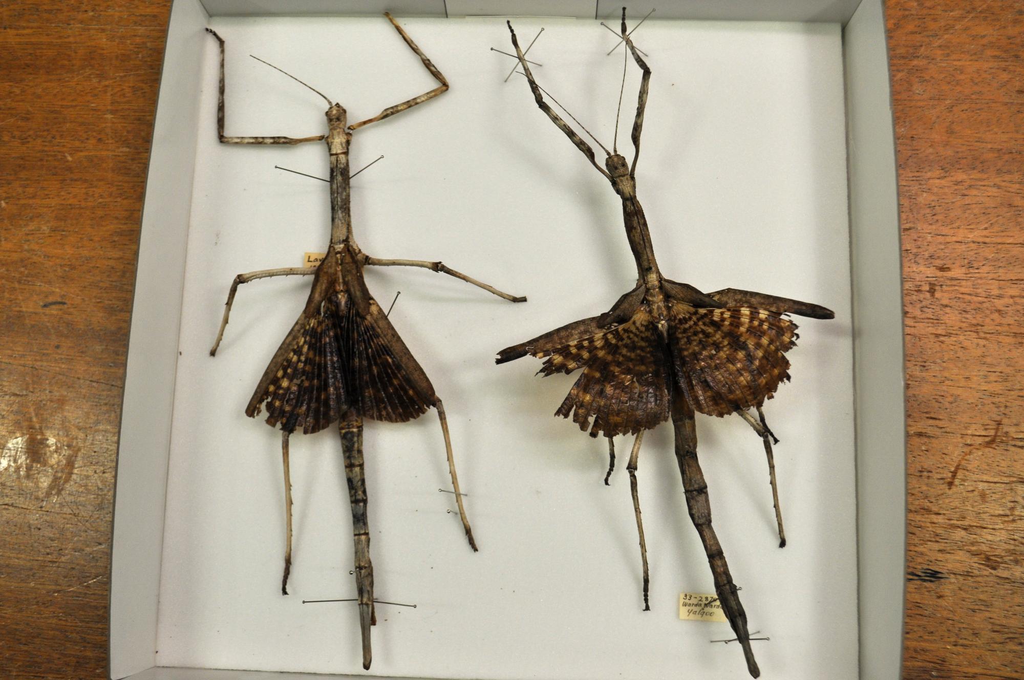 A behind-the-scenes look at our stick insect collection | Western ...