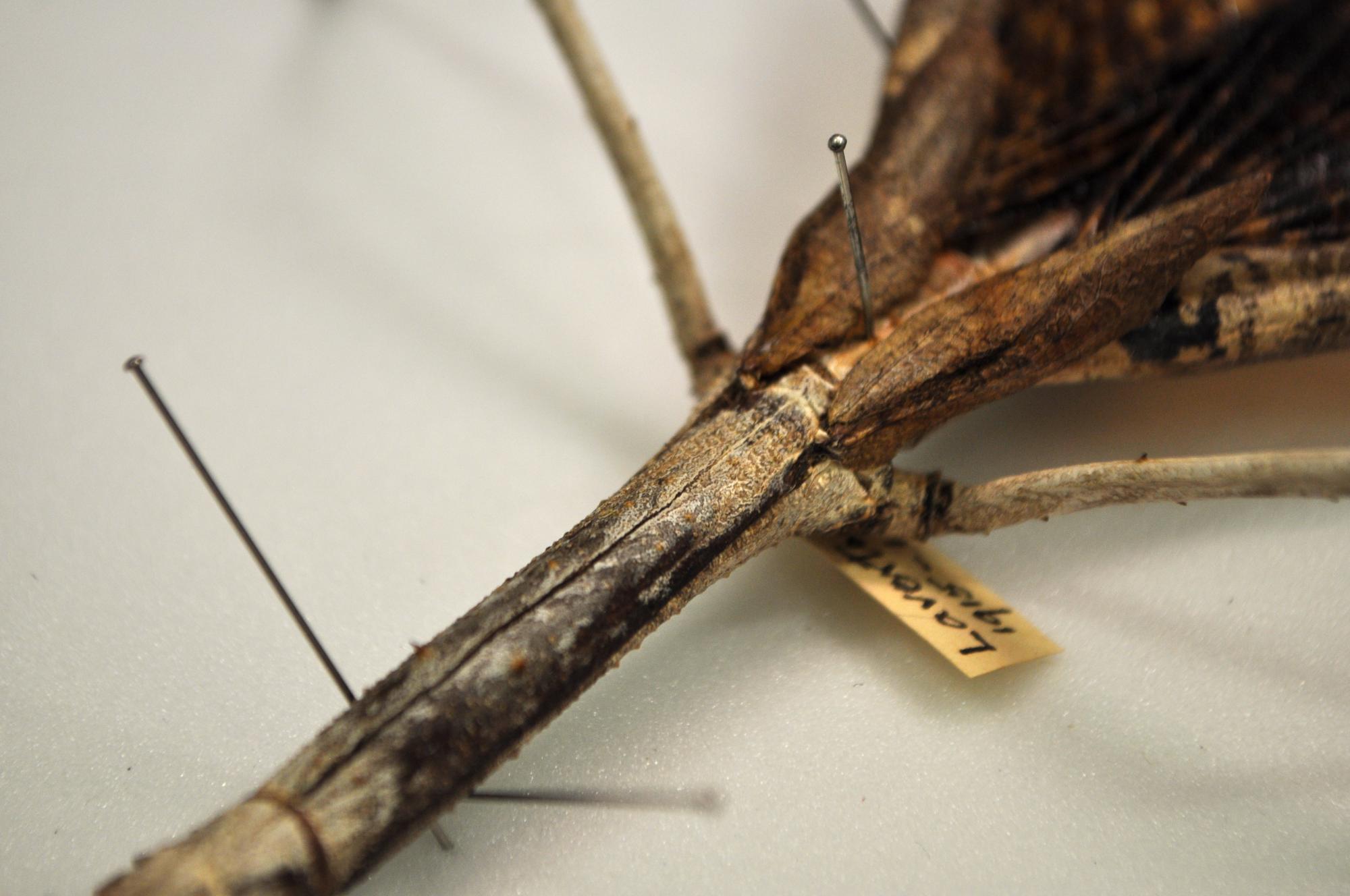 A behind-the-scenes look at our stick insect collection | Western ...