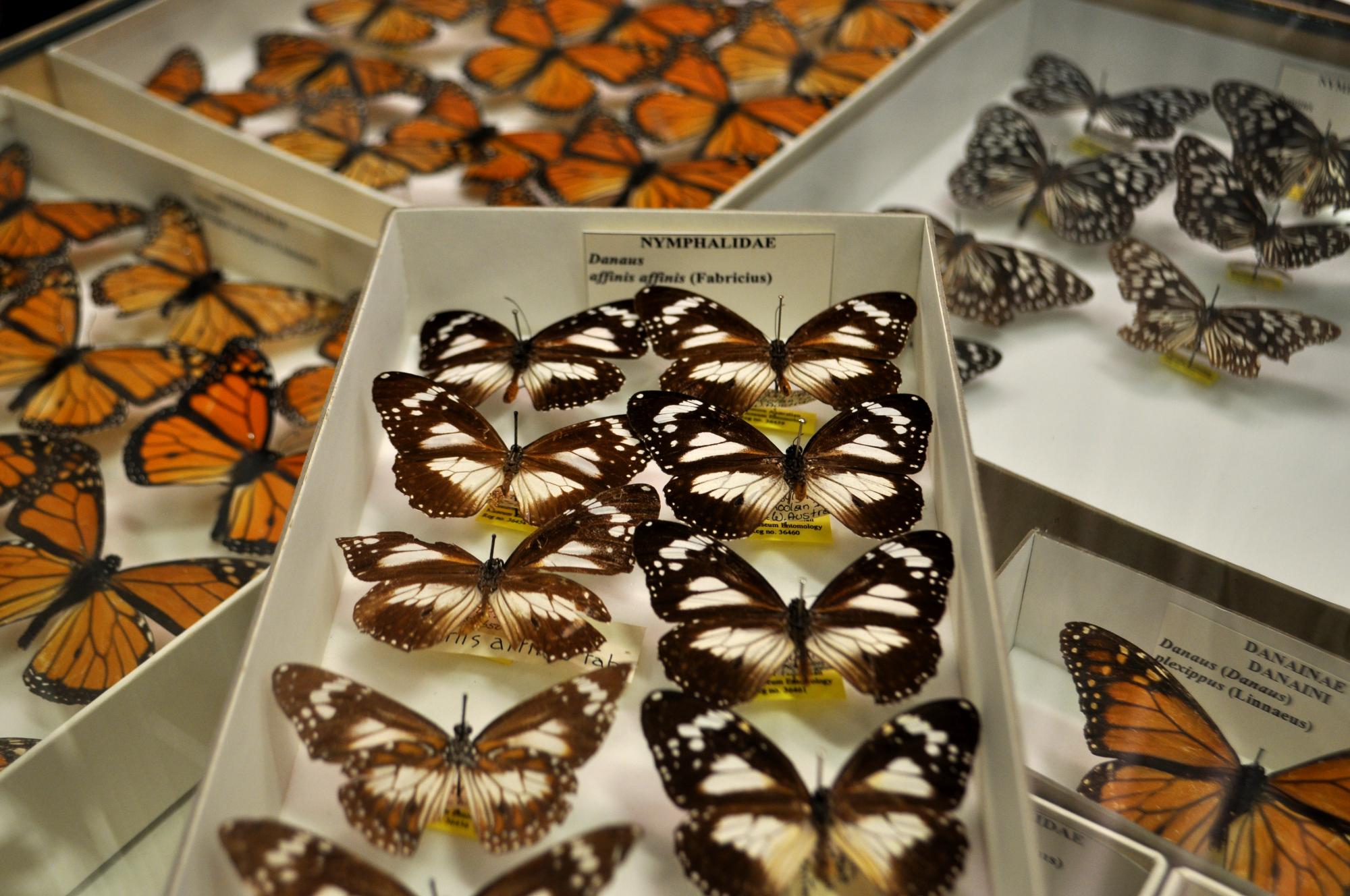 A behind-the-scenes look at our butterfly collection | Western ...