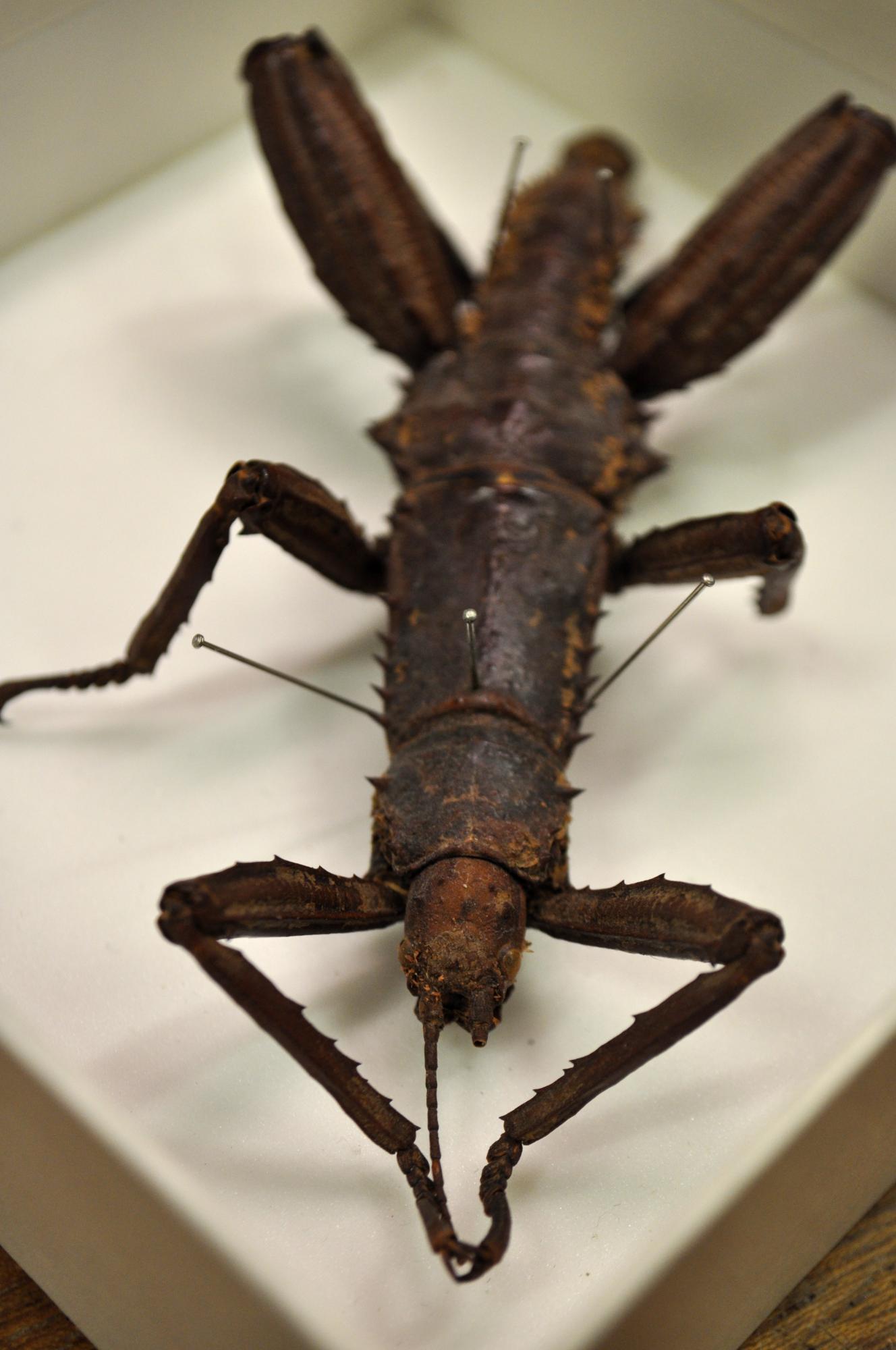A behind-the-scenes look at our stick insect collection | Western ...