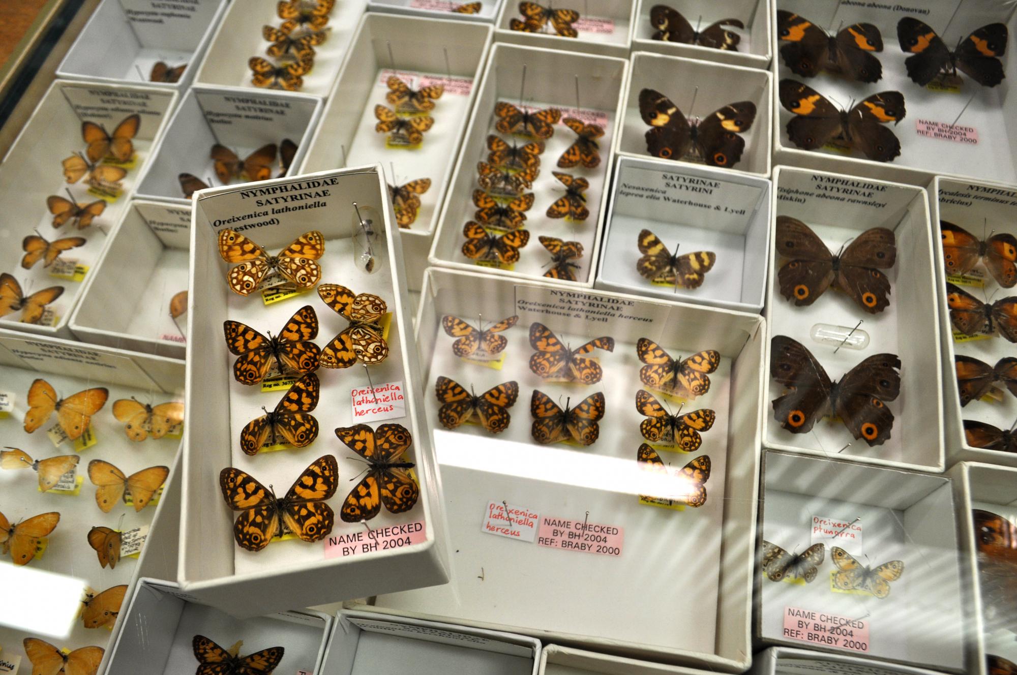 A behind-the-scenes look at our butterfly collection | Western ...