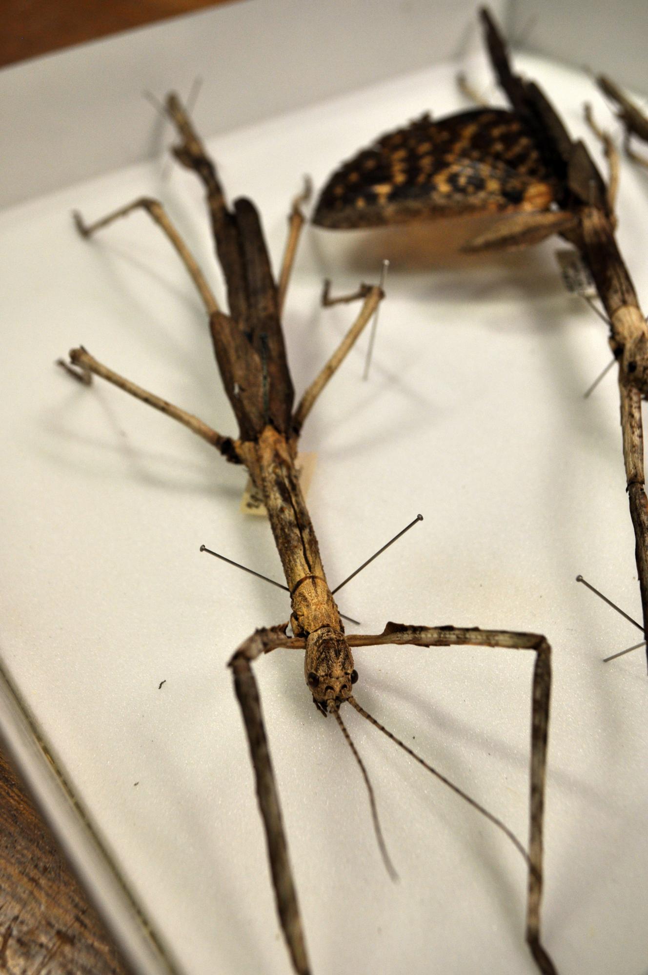 A behind-the-scenes look at our stick insect collection | Western ...