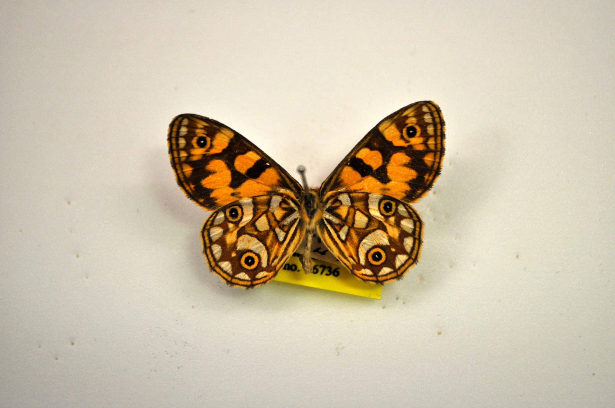 A behind-the-scenes look at our butterfly collection | Western ...