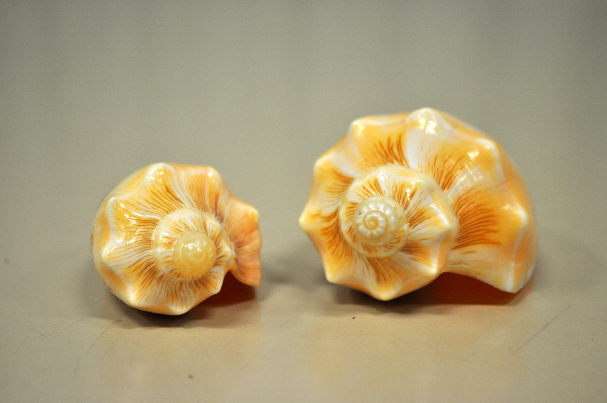 A behind-the-scenes look at our volute collection | Western Australian ...