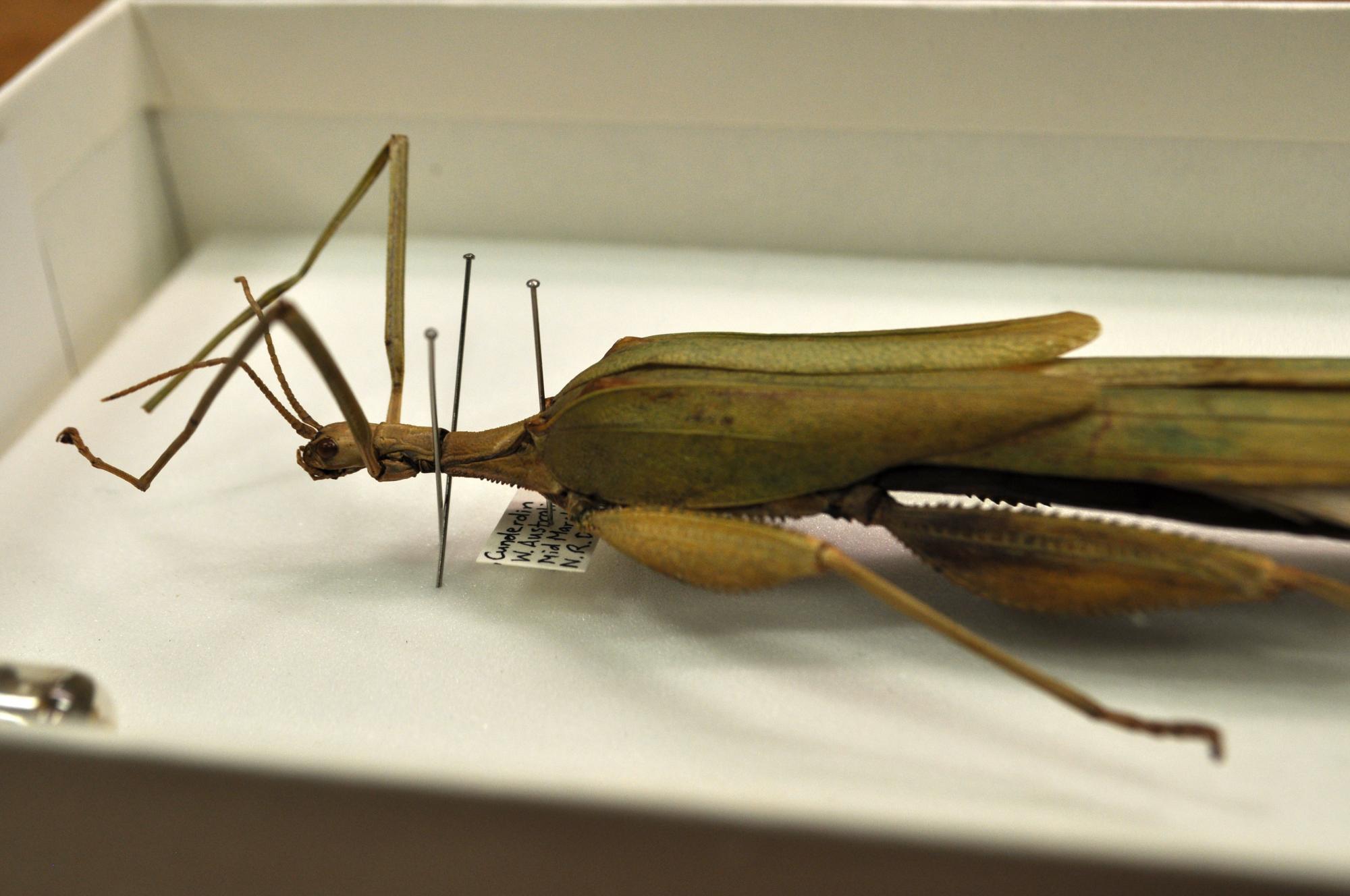A behind-the-scenes look at our stick insect collection | Western ...