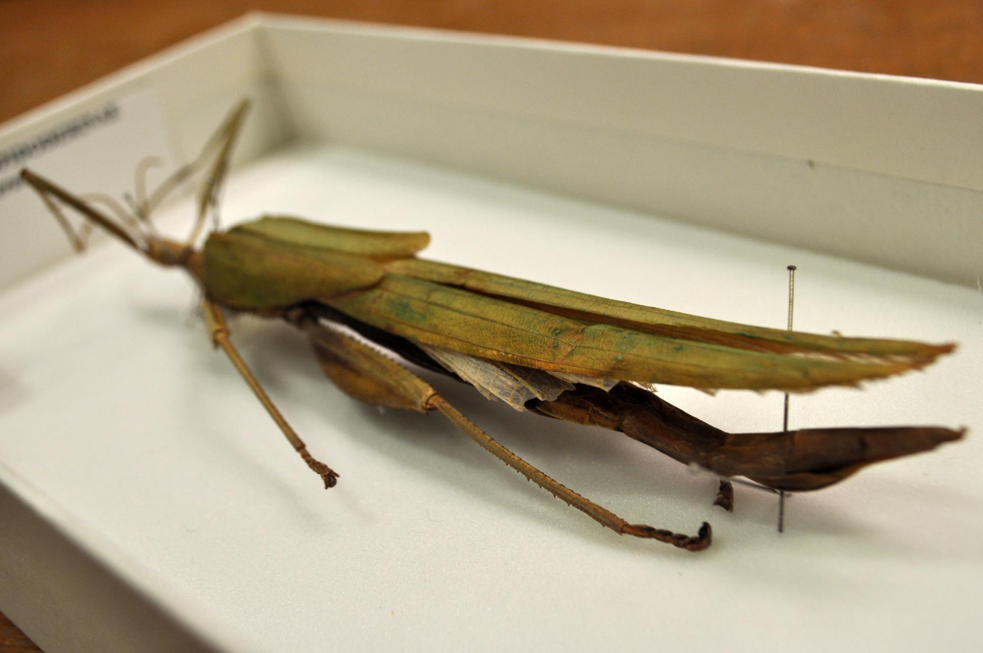 A behind-the-scenes look at our stick insect collection | Western ...