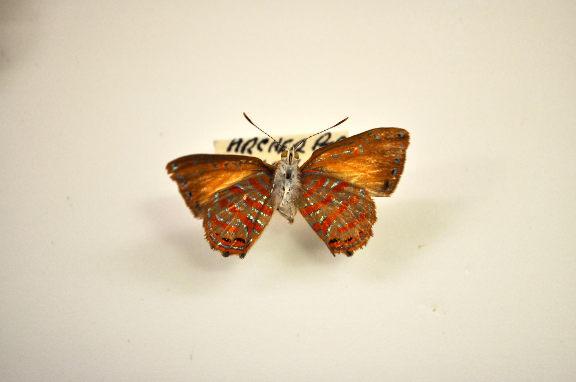 A behind-the-scenes look at our butterfly collection | Western ...