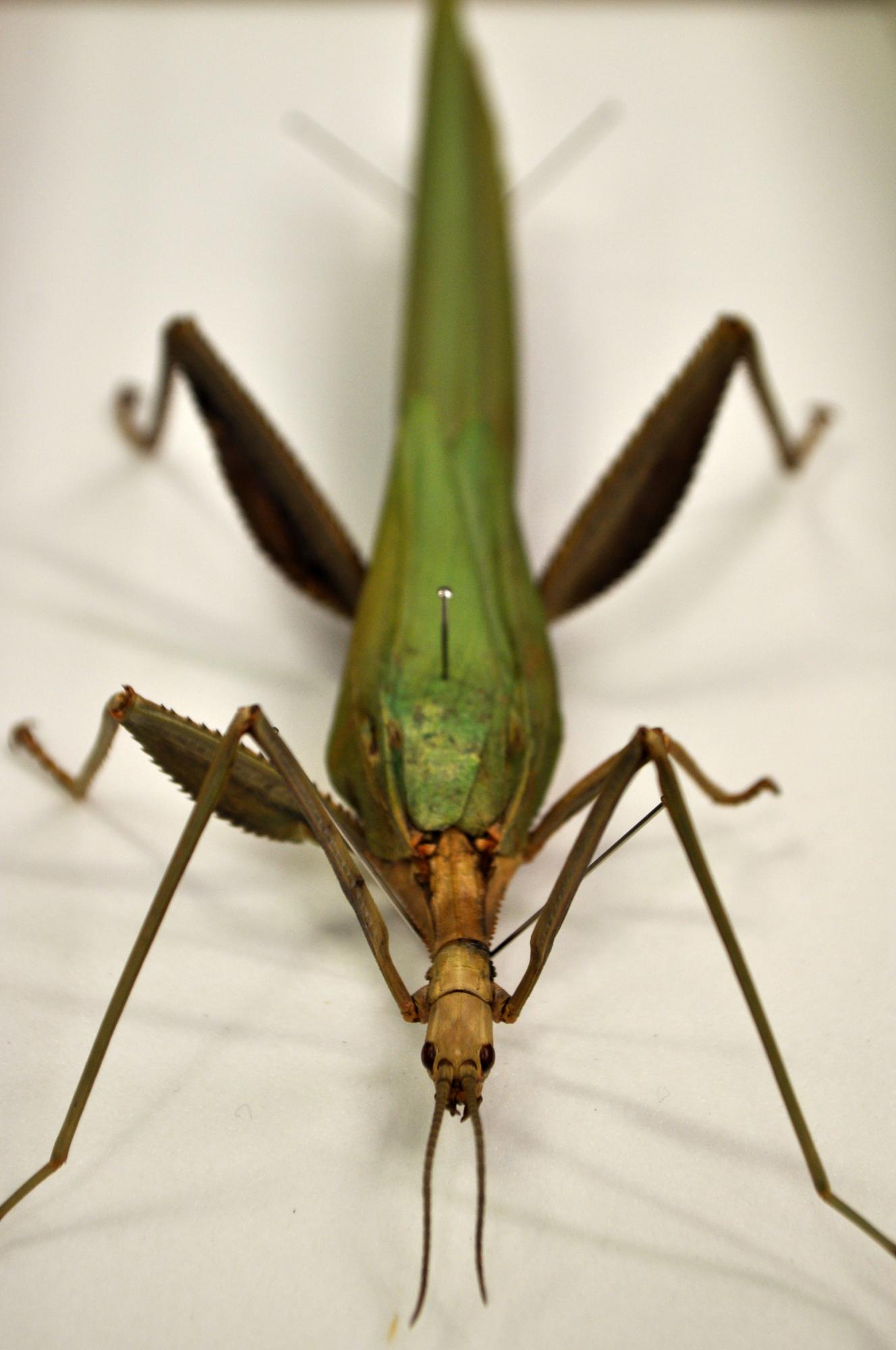 A behind-the-scenes look at our stick insect collection | Western ...