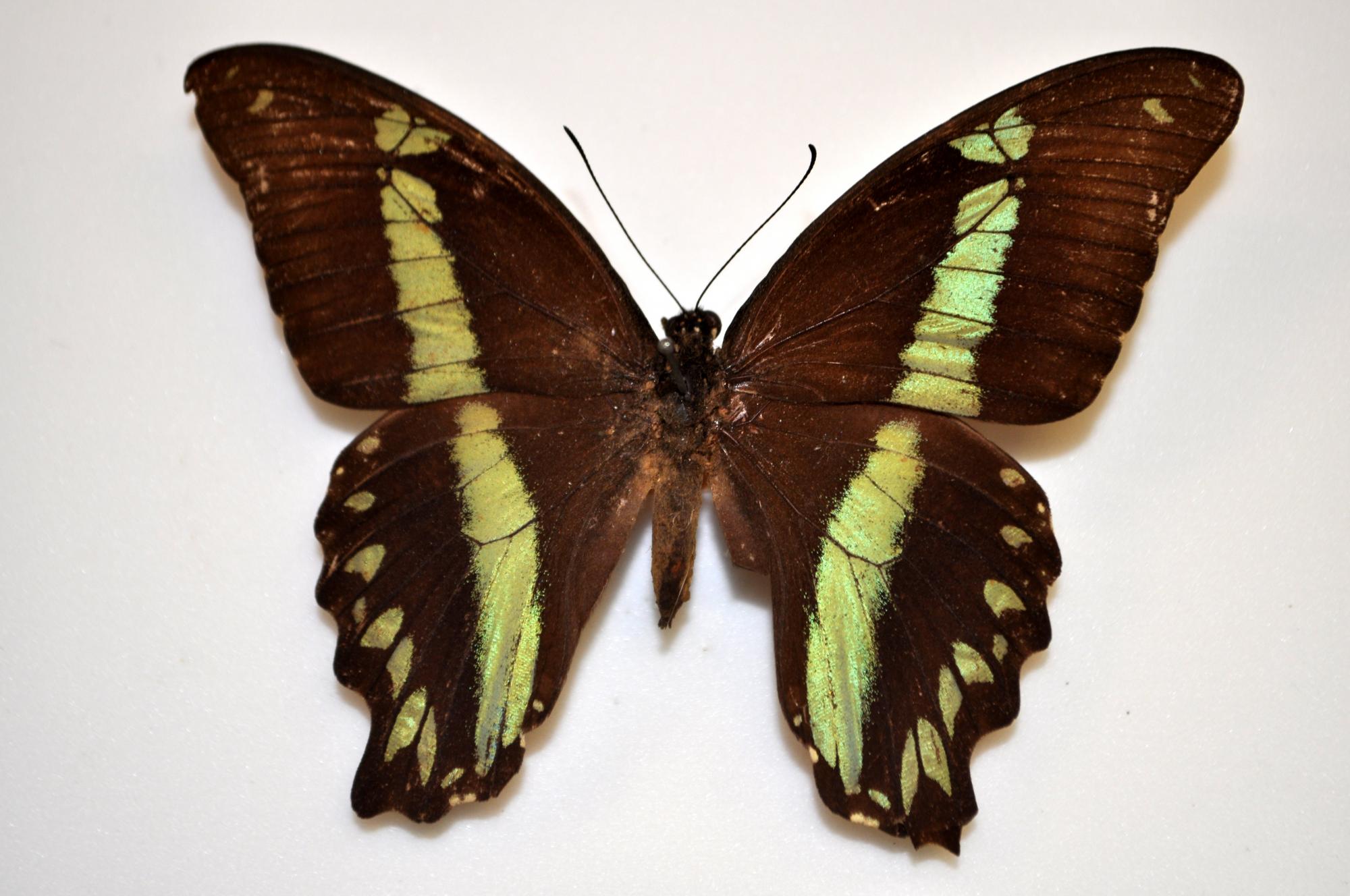A behind-the-scenes look at our butterfly collection | Western ...