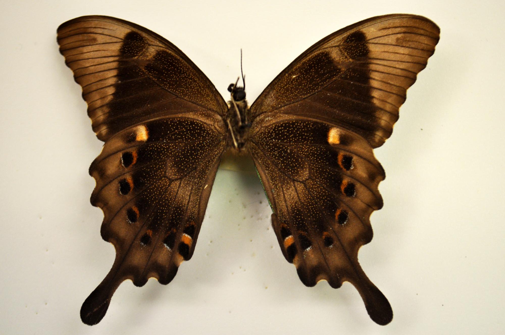 A behind-the-scenes look at our butterfly collection | Western ...