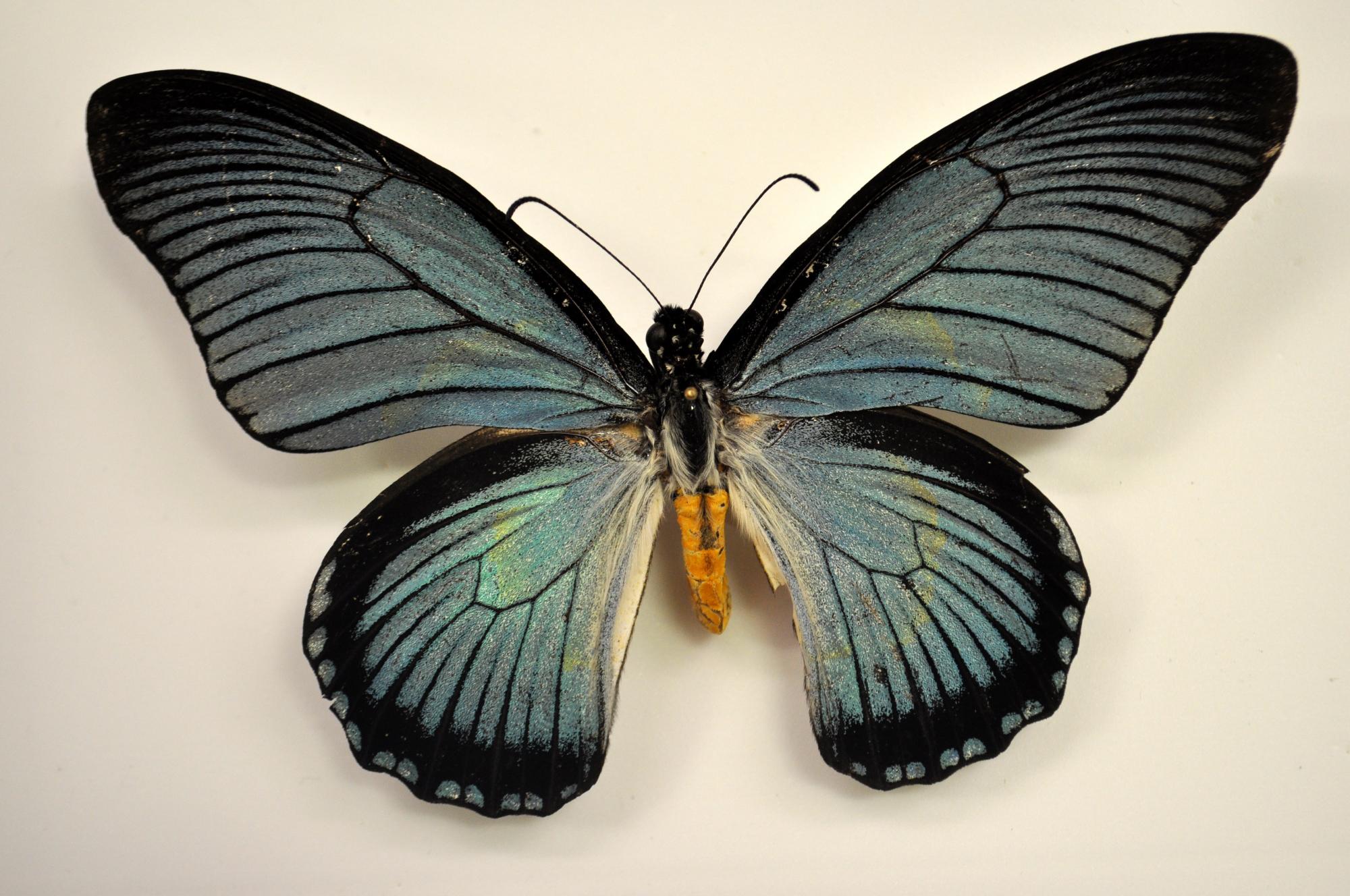 A behind-the-scenes look at our butterfly collection | Western ...