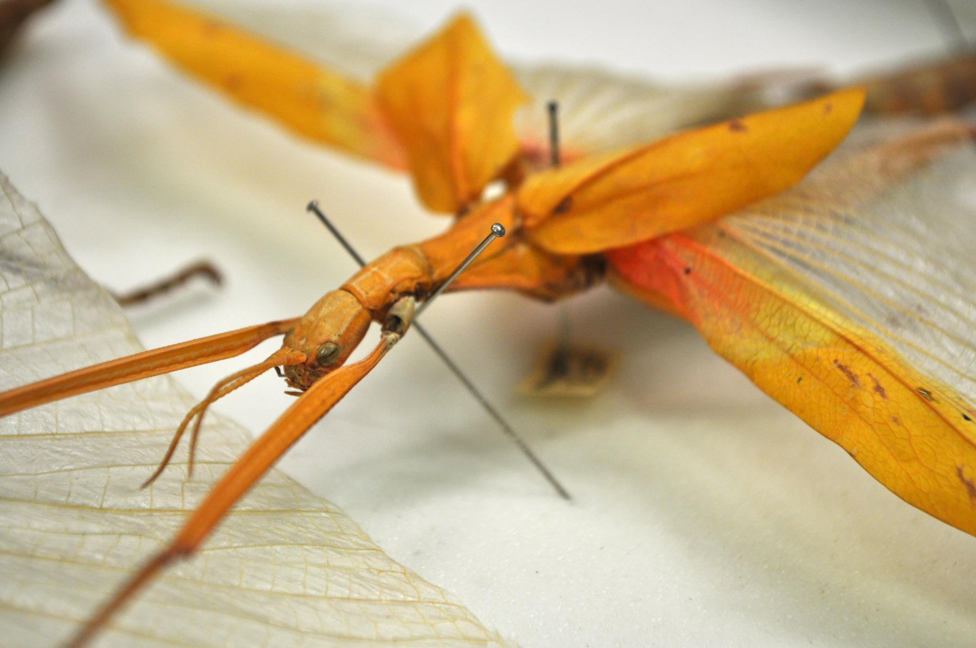 A behind-the-scenes look at our stick insect collection | Western ...