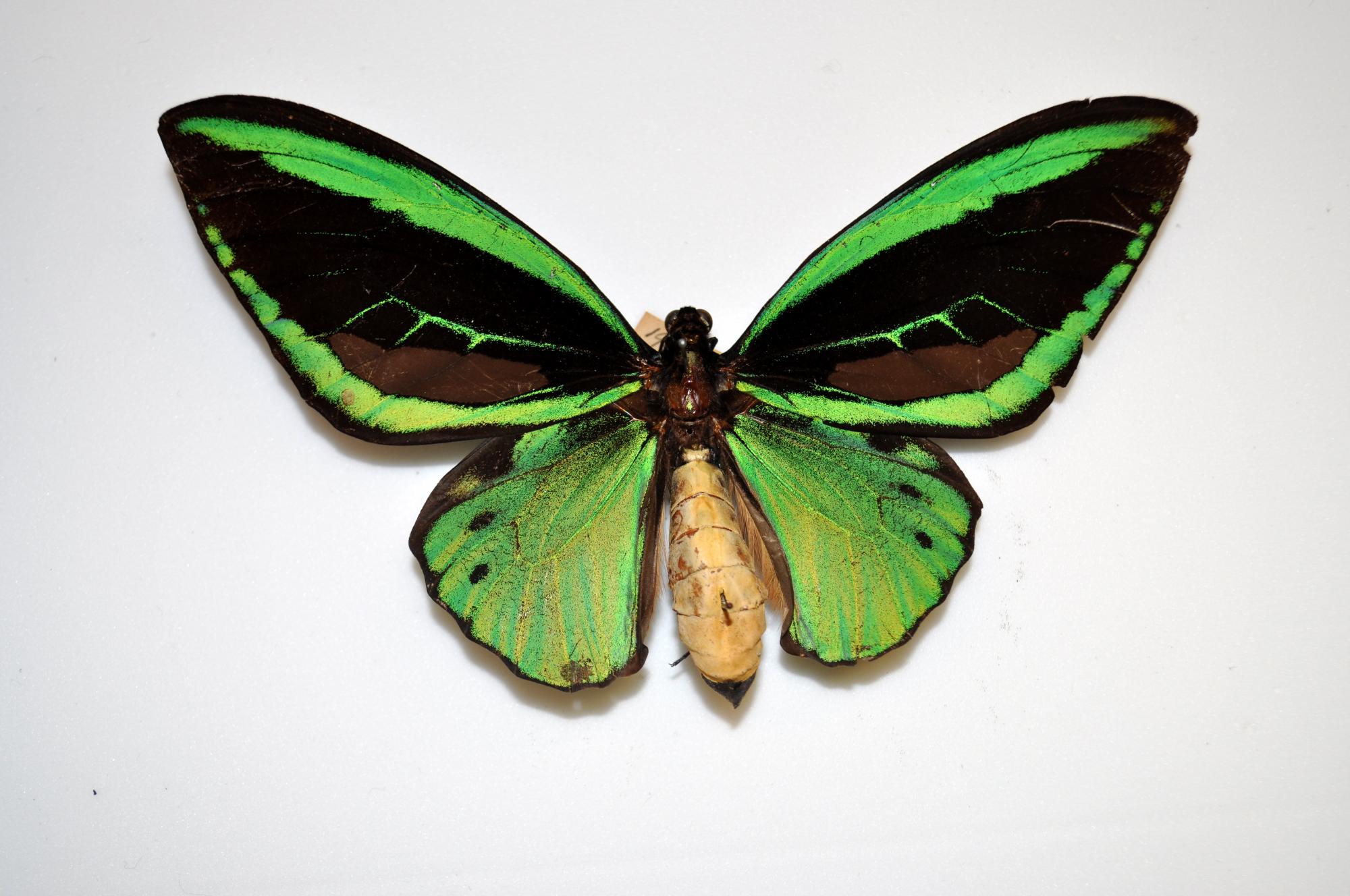 A behind-the-scenes look at our butterfly collection | Western ...
