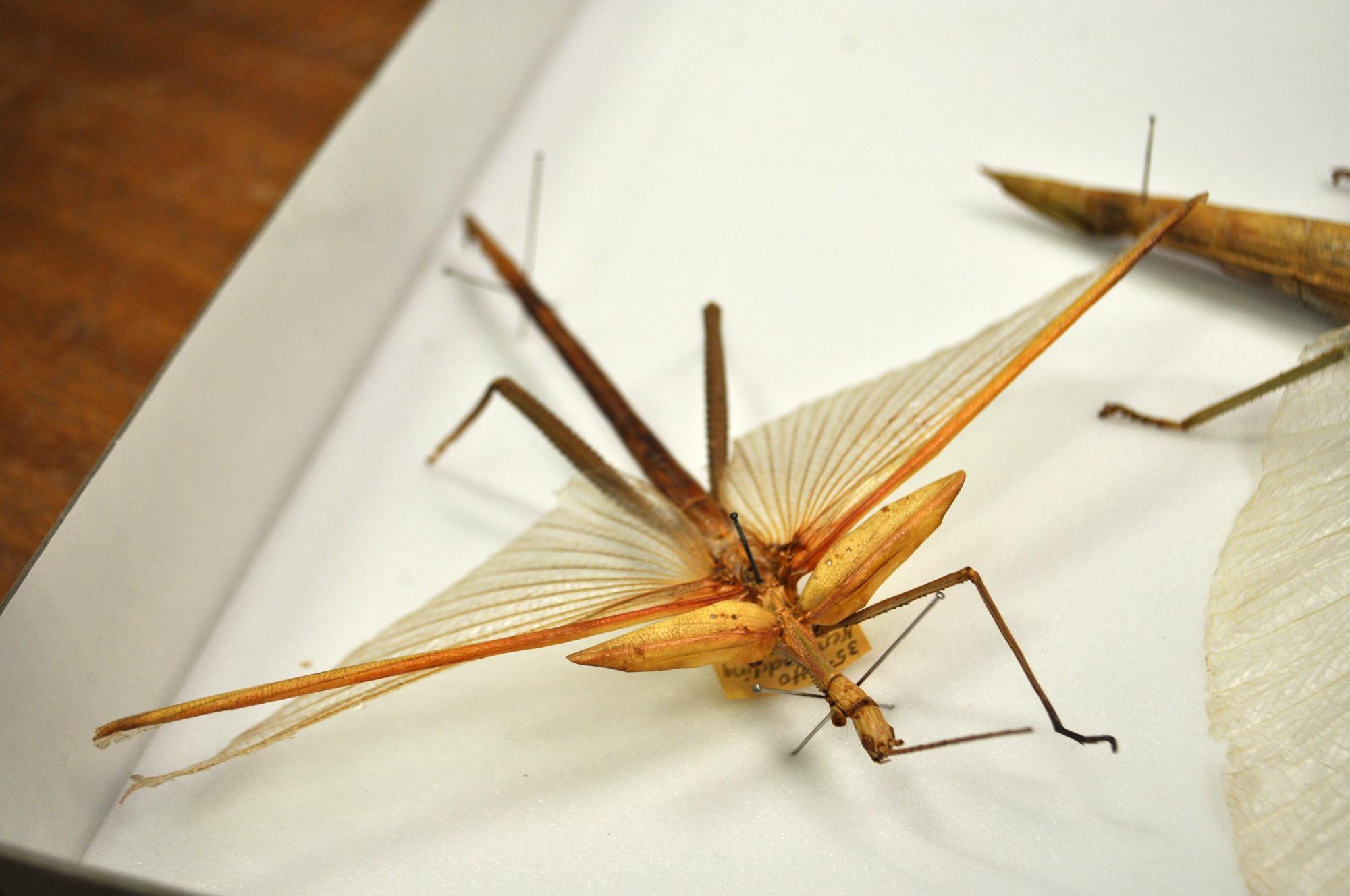 A behind-the-scenes look at our stick insect collection | Western ...