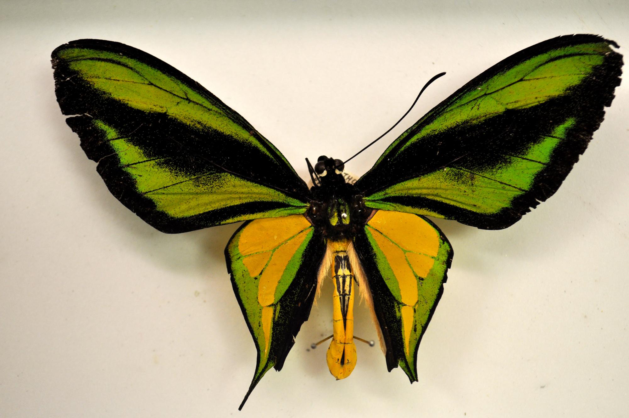 A behind-the-scenes look at our butterfly collection | Western ...