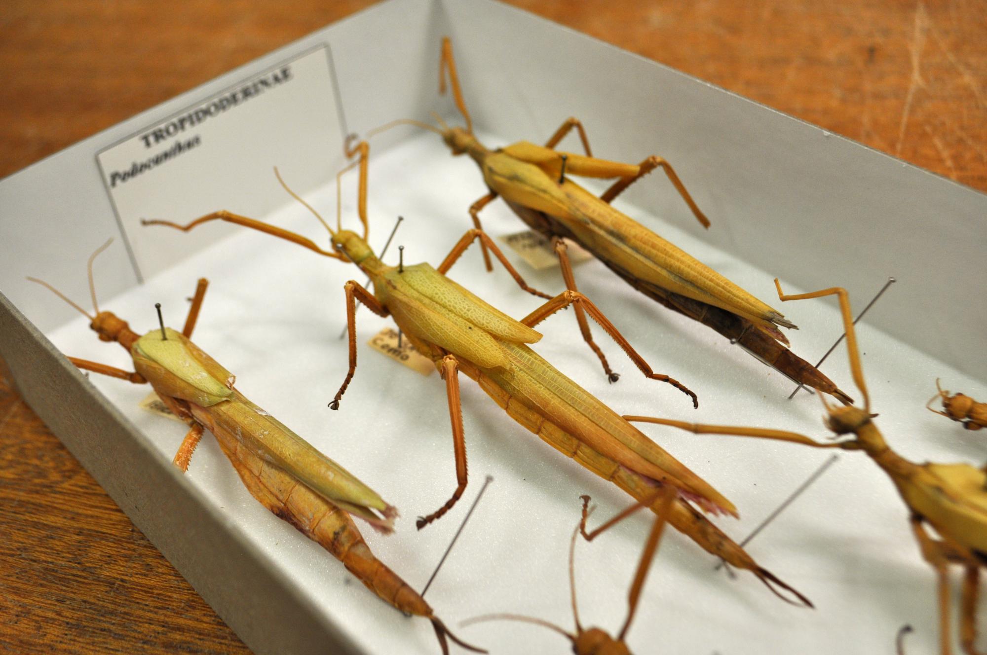 A behind-the-scenes look at our stick insect collection | Western ...