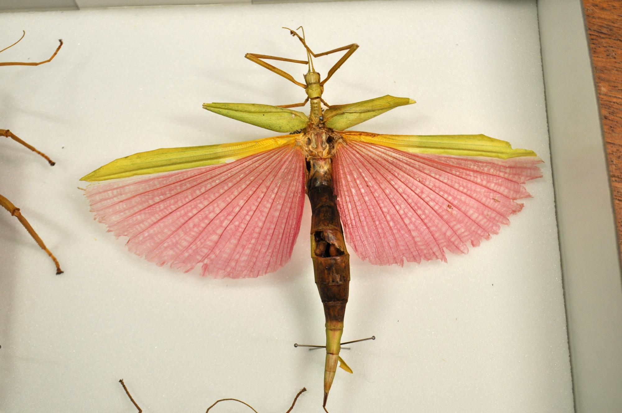 A behind-the-scenes look at our stick insect collection | Western ...