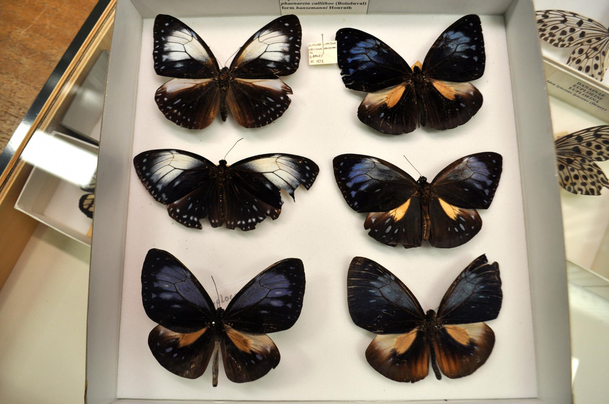 A behind-the-scenes look at our butterfly collection | Western ...