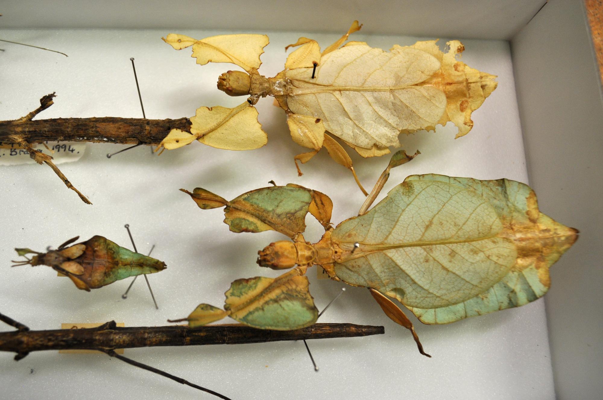 A behind-the-scenes look at our stick insect collection | Western ...