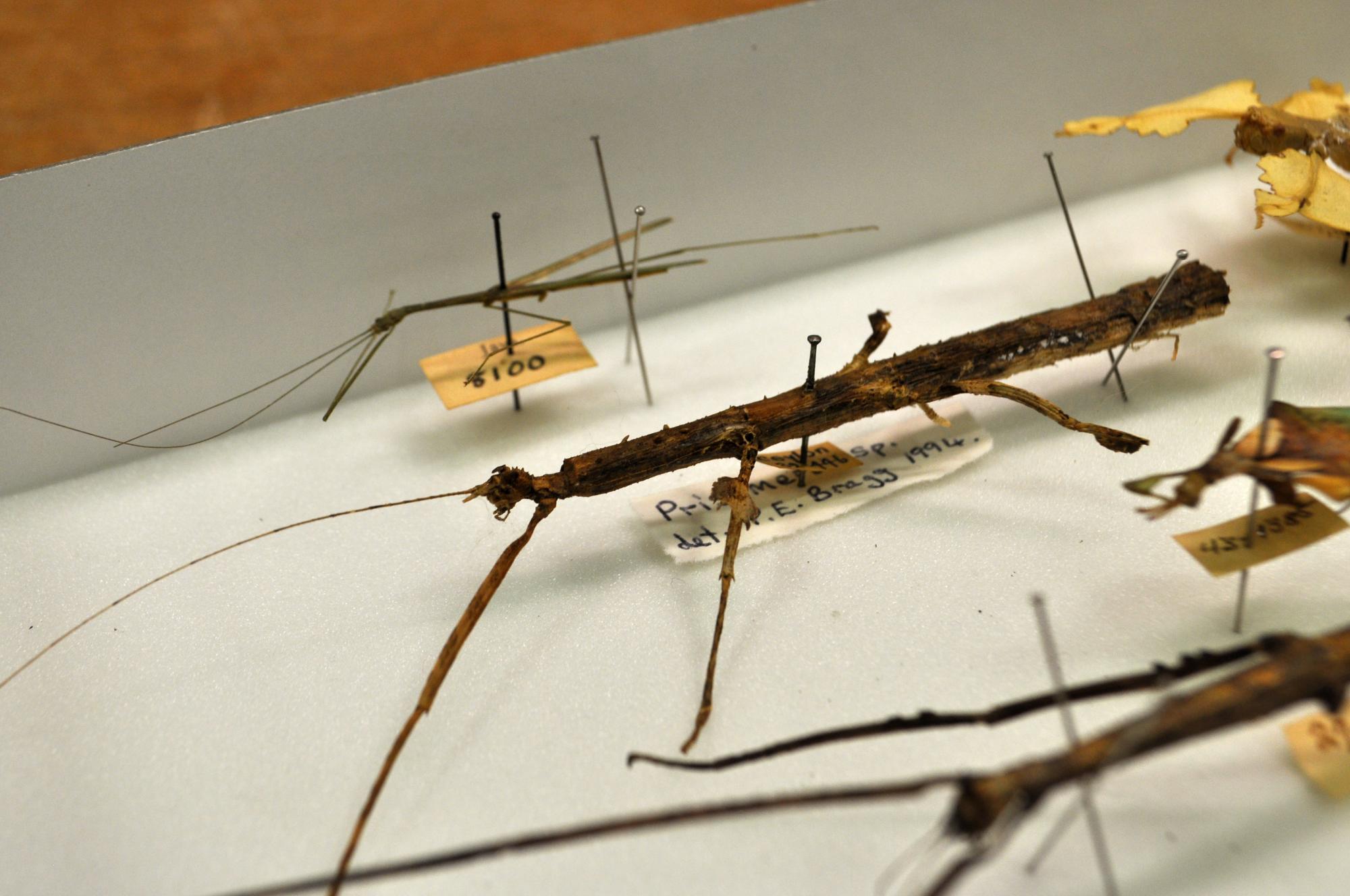 A behind-the-scenes look at our stick insect collection | Western ...
