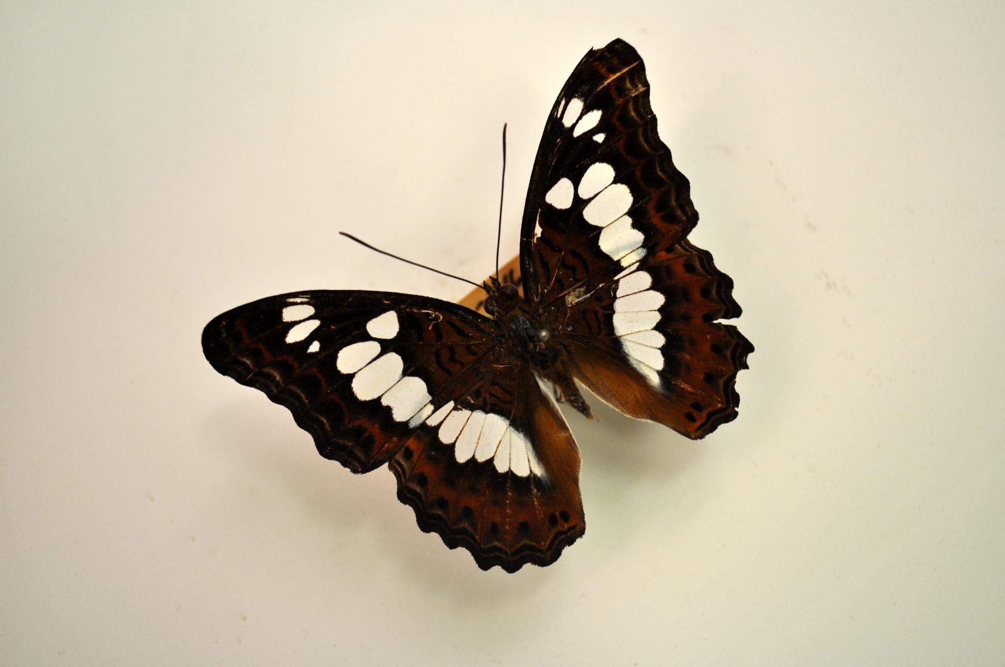 A behind-the-scenes look at our butterfly collection | Western ...