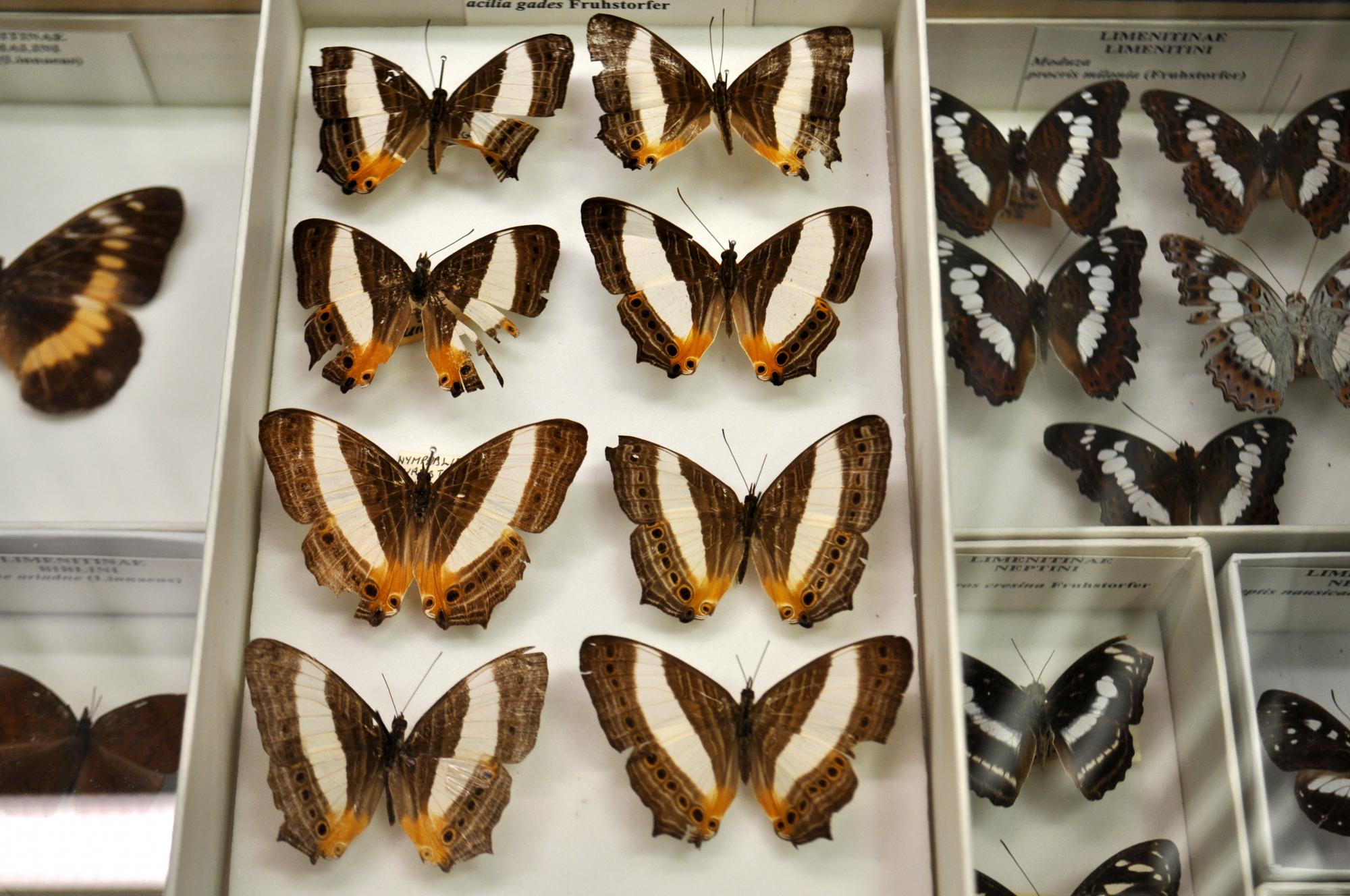 A behind-the-scenes look at our butterfly collection | Western ...