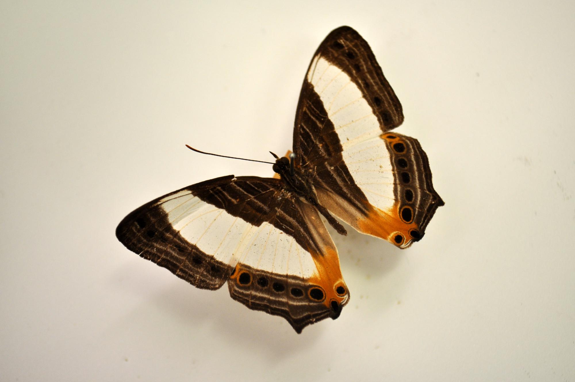 A behind-the-scenes look at our butterfly collection | Western ...