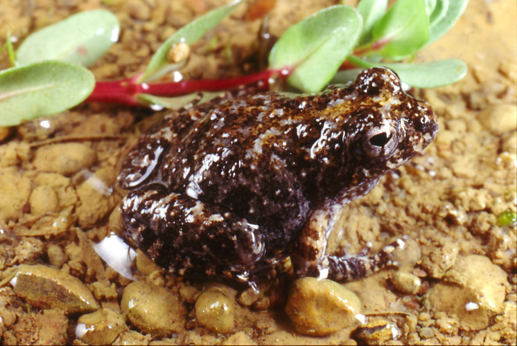 South Coast Froglet | Western Australian Museum