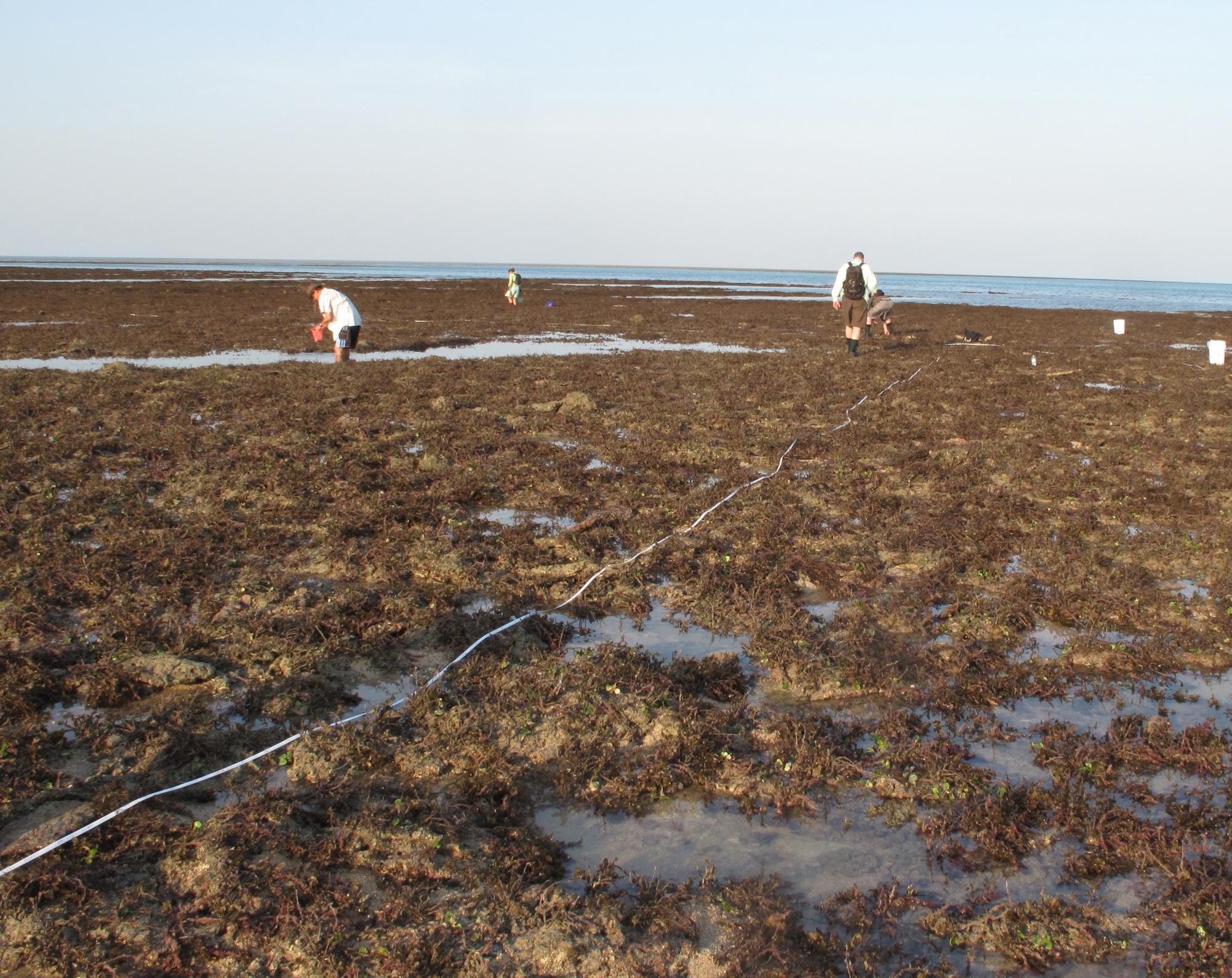 Marine Life of the Kimberley Region - Montgomery Reef | Western ...