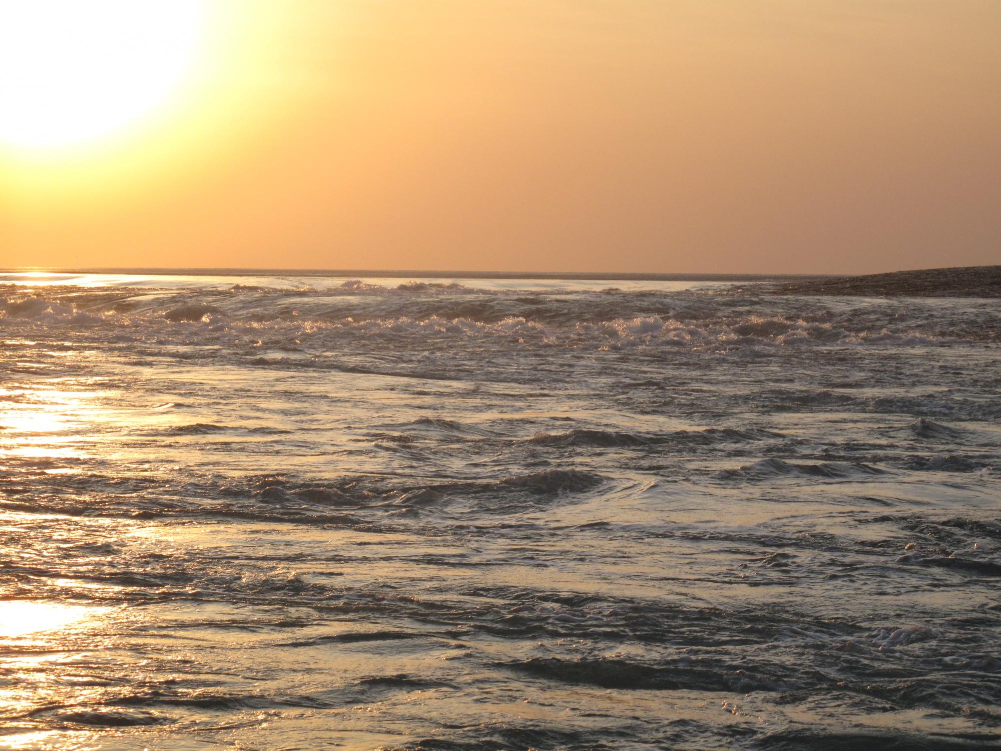 Marine Life of the Kimberley Region - Montgomery Reef | Western ...