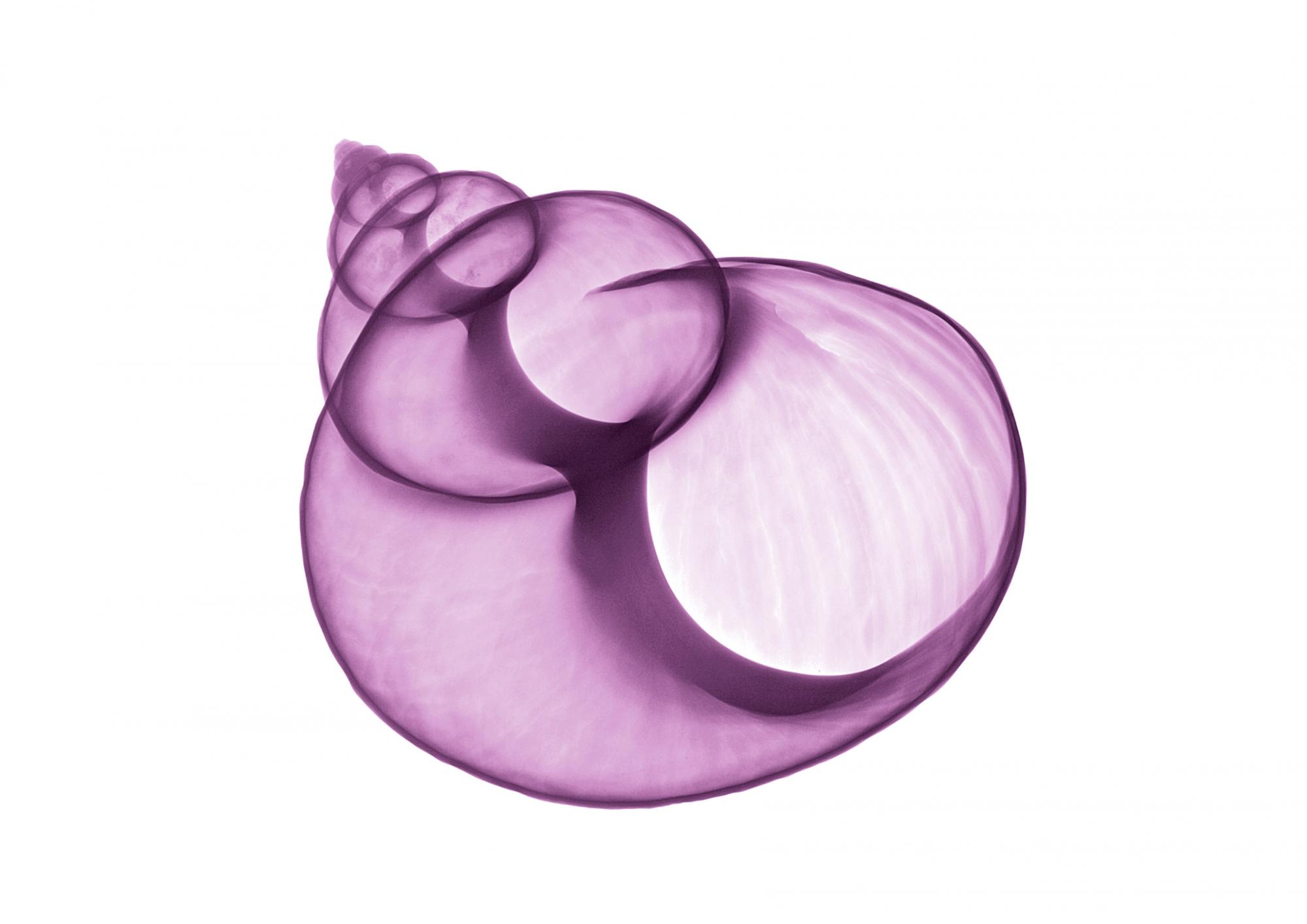 X-Ray Prints | Western Australian Museum