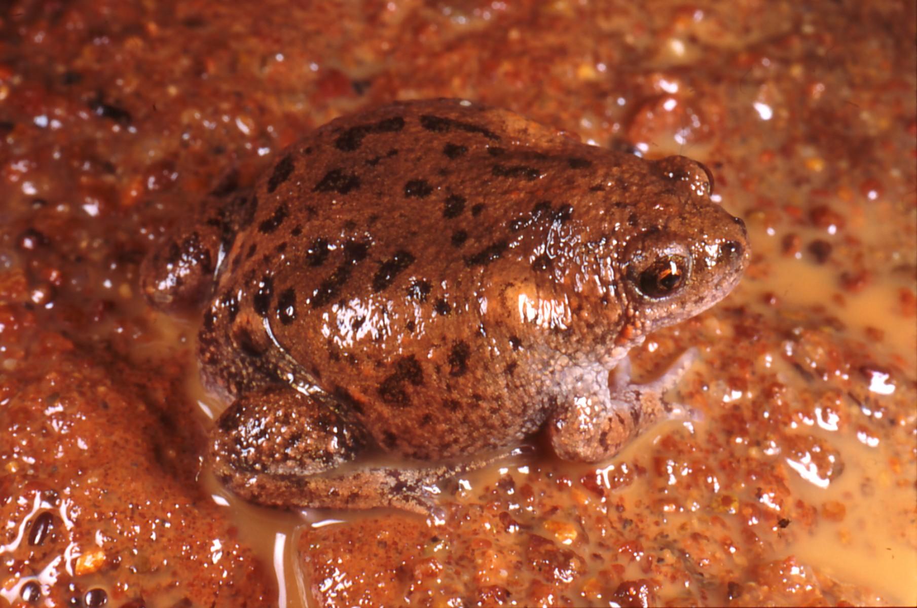 Northwest Toadlet | Western Australian Museum