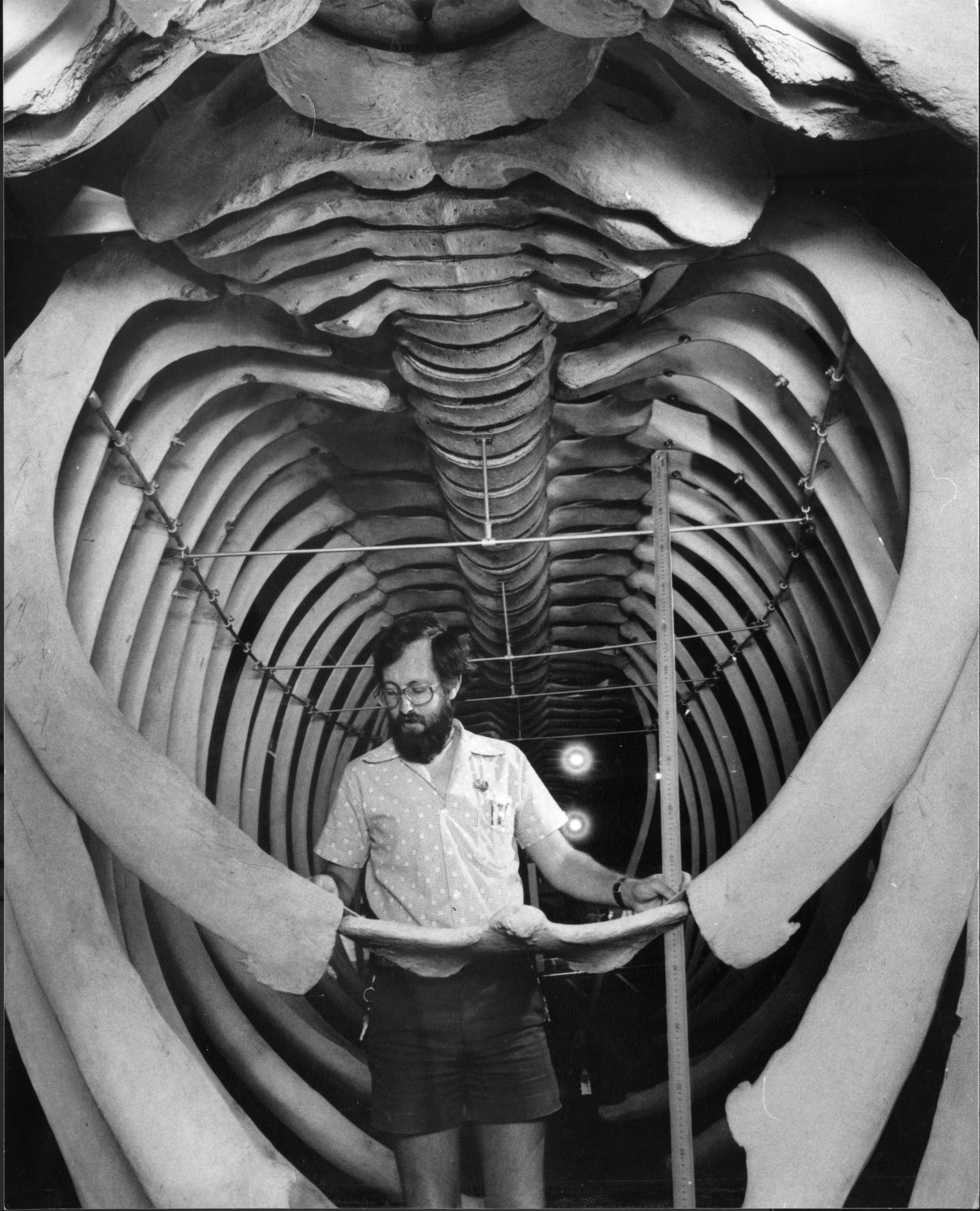 The Western Australian Museum's Blue Whale | Western Australian Museum