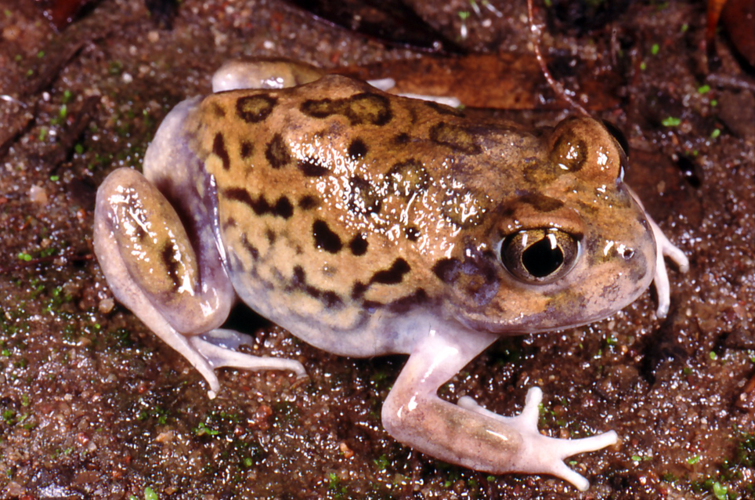 Wheatbelt Frog | Western Australian Museum