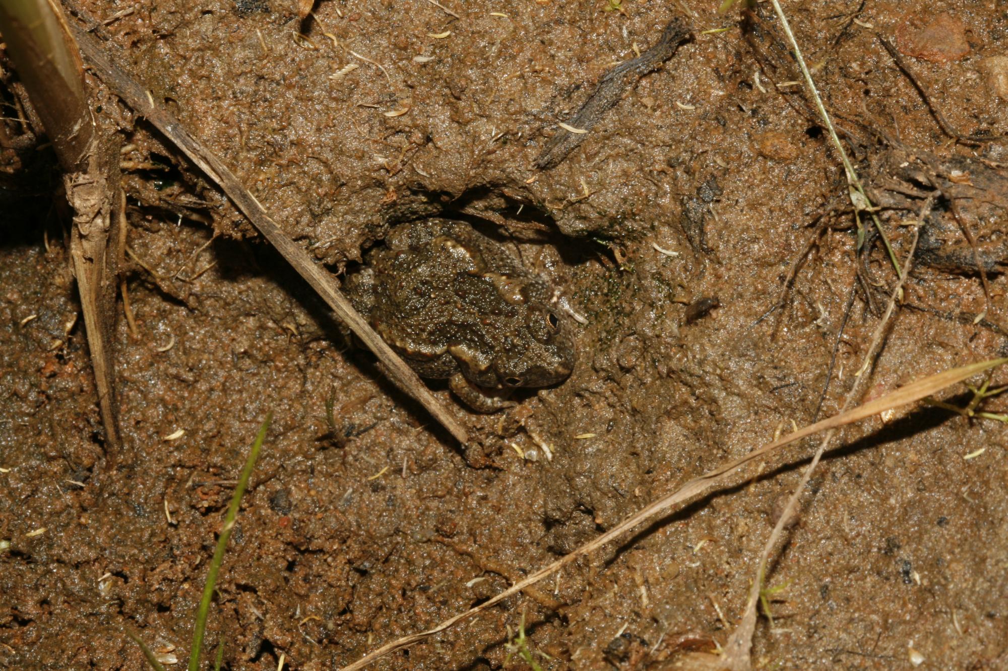West Kimberley Toadlet | Western Australian Museum
