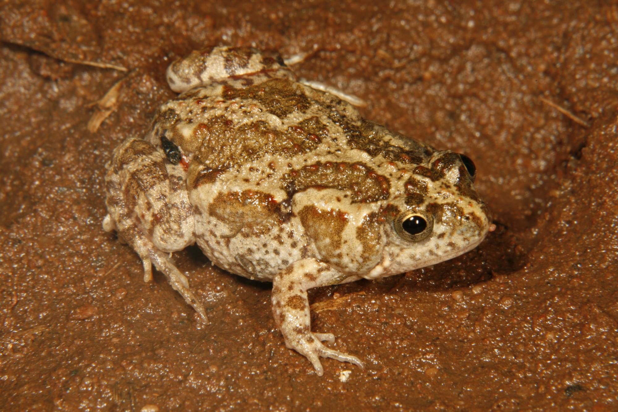 West Kimberley Toadlet | Western Australian Museum