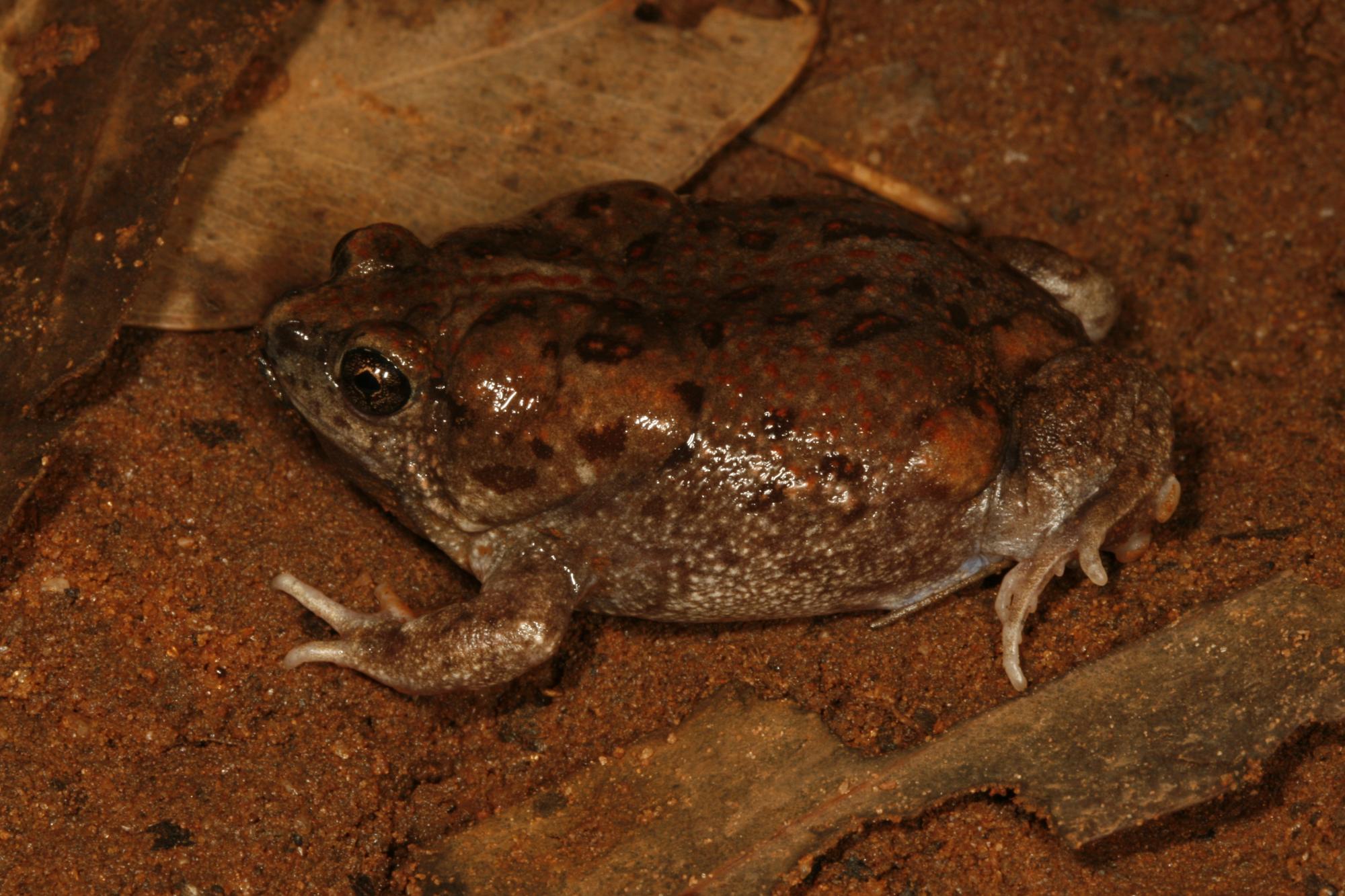 Mole Toadlet | Western Australian Museum
