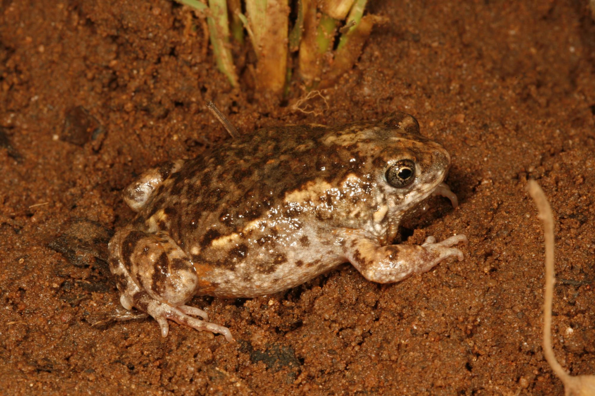 Derby Toadlet | Western Australian Museum