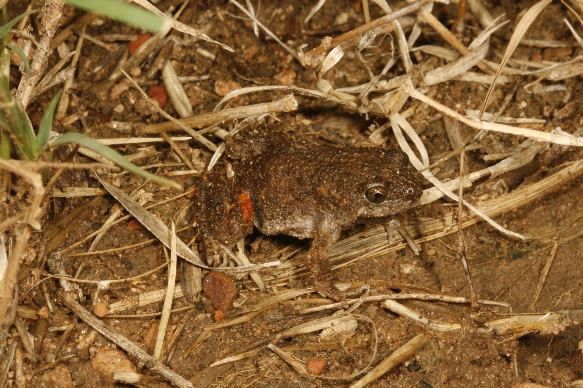 Blacksoil Toadlet | Western Australian Museum