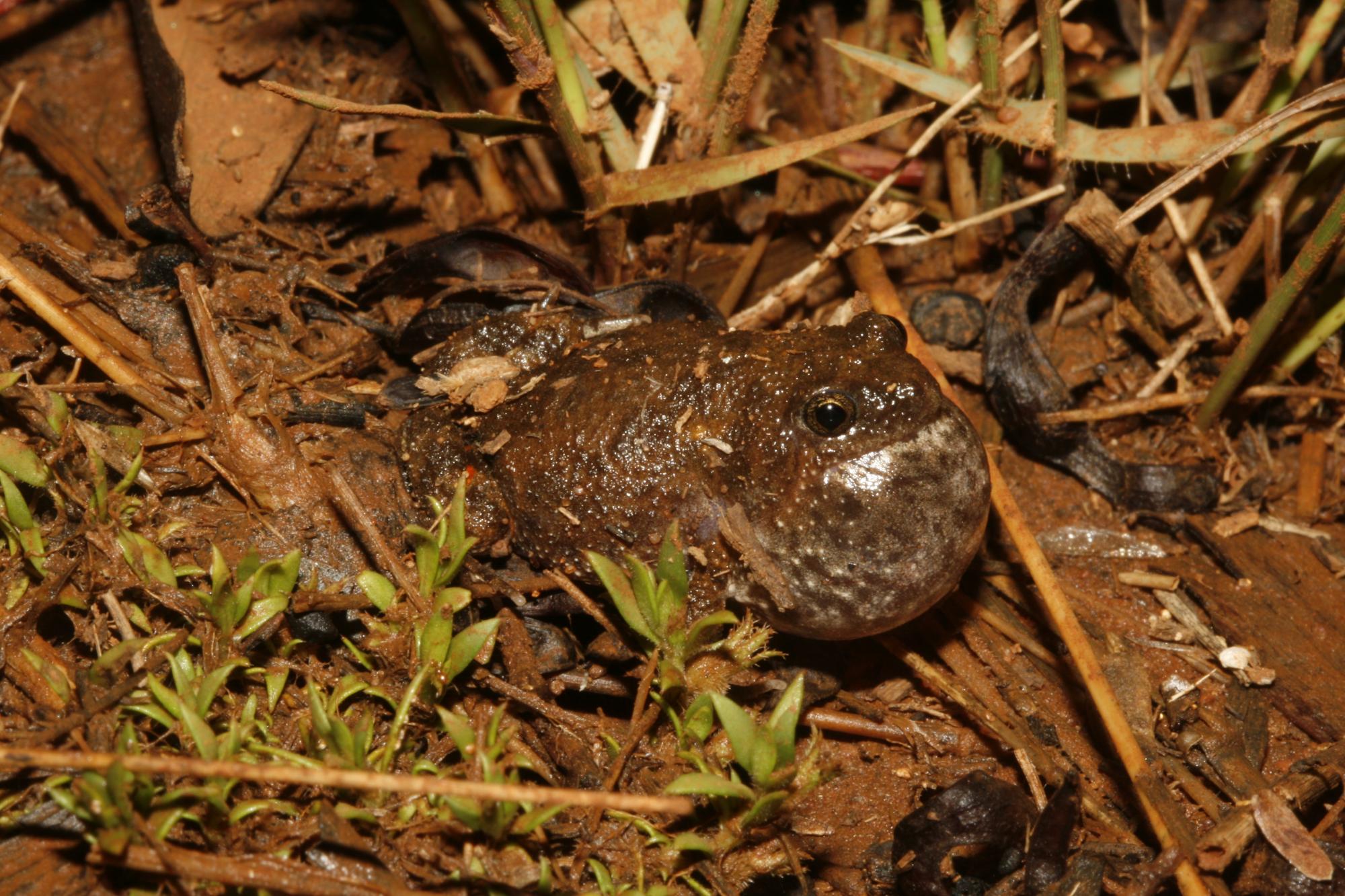 Blacksoil Toadlet | Western Australian Museum