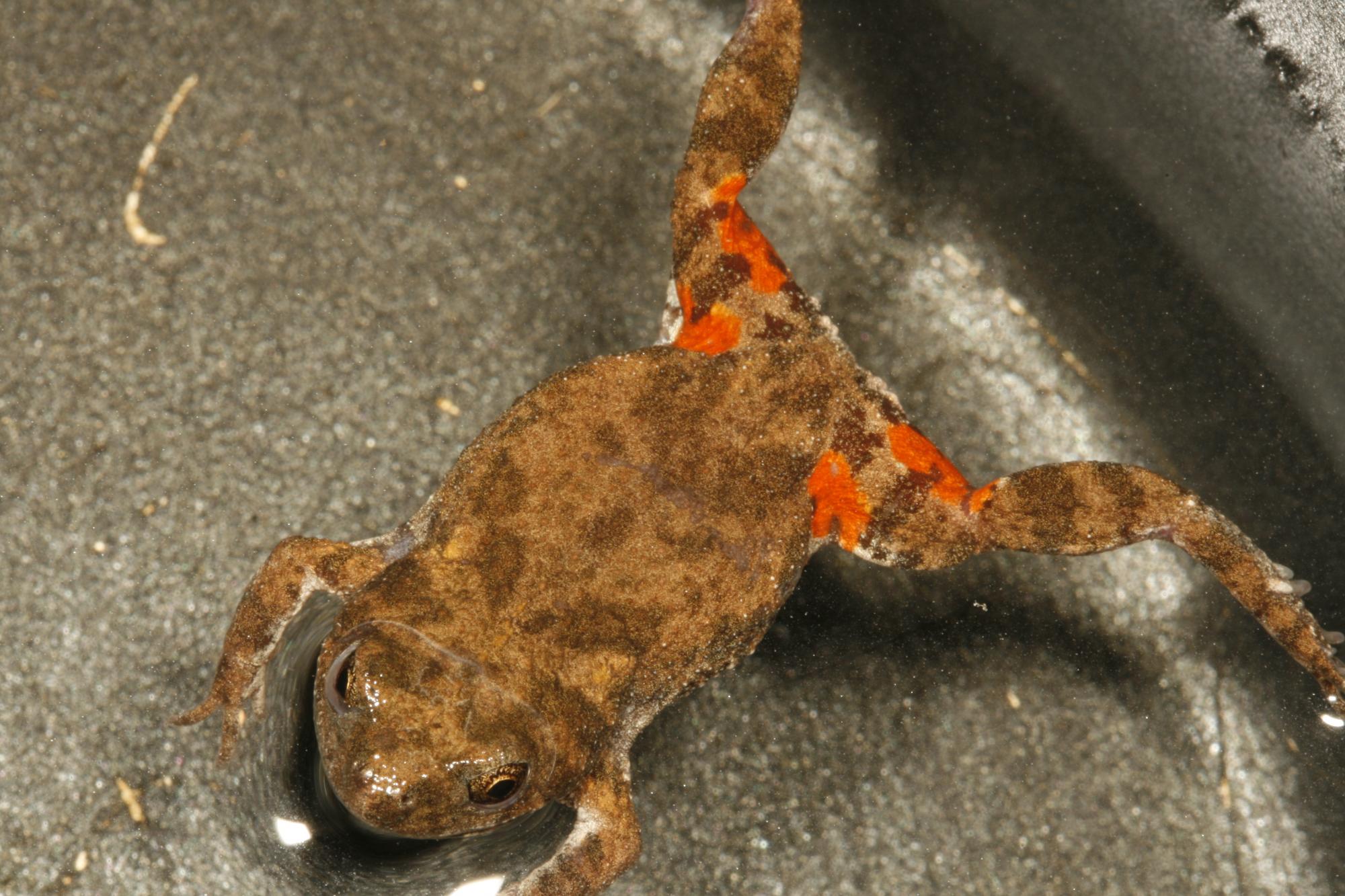 Blacksoil Toadlet | Western Australian Museum